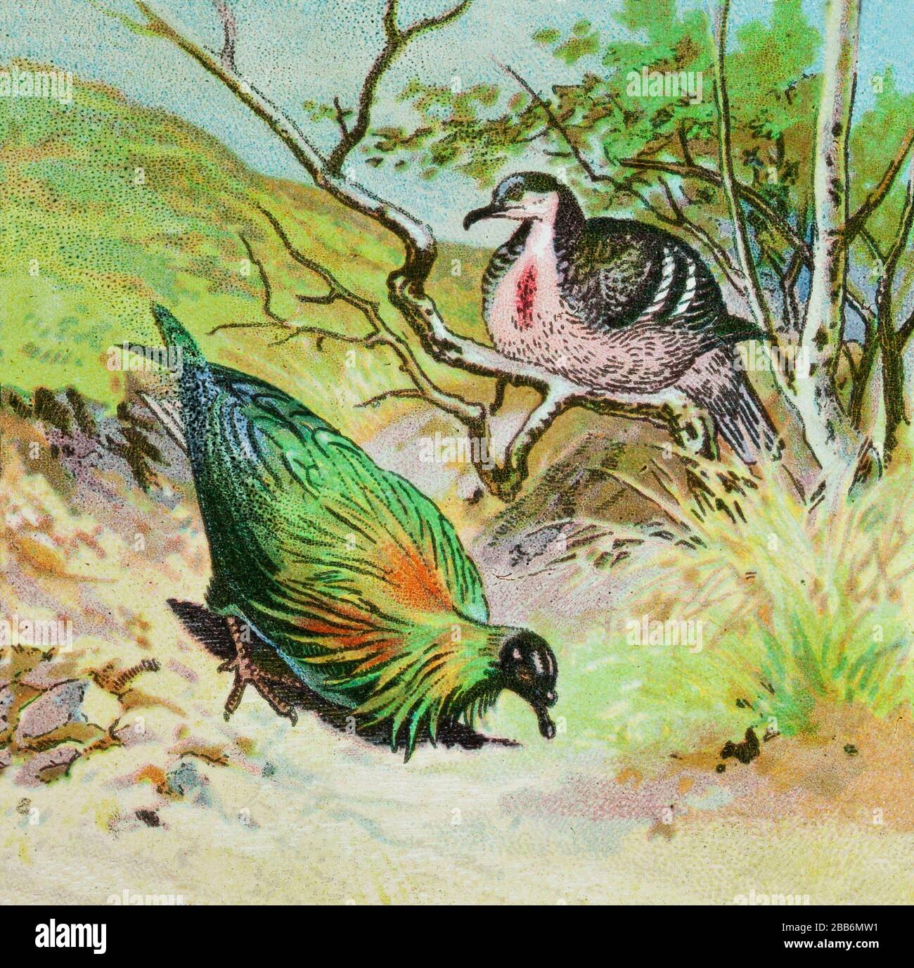 These are a natural scenic illustration of wildlife, natural habitat ...