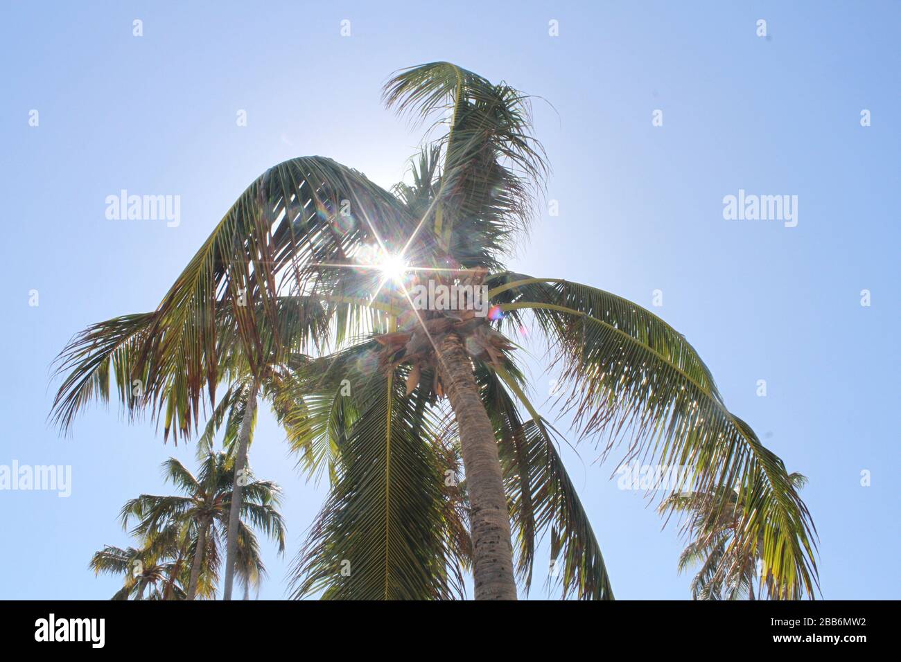 Flora palm resort hi-res stock photography and images - Alamy