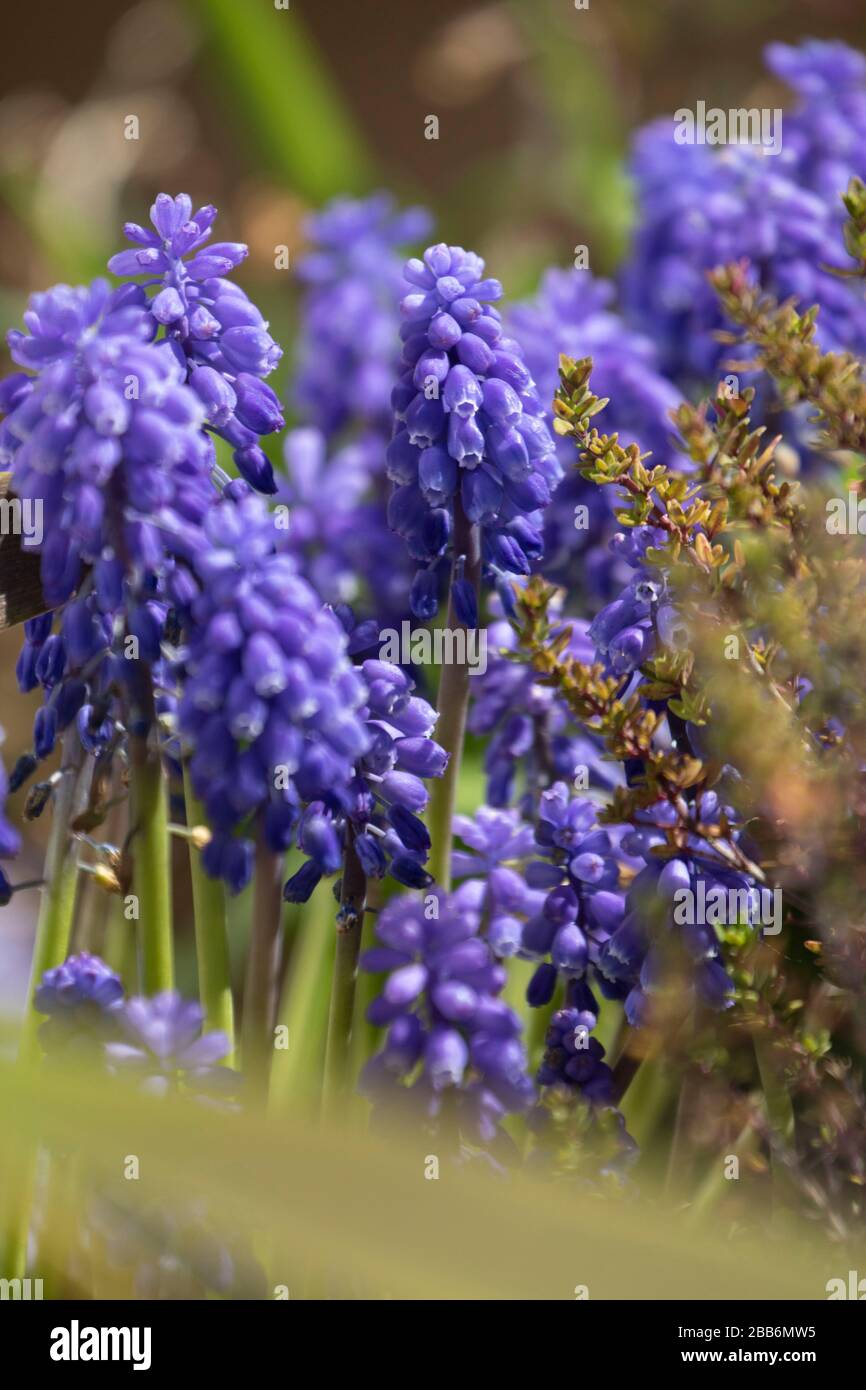Spring flowering Hyacinth in a London urban garden, nature study Stock ...
