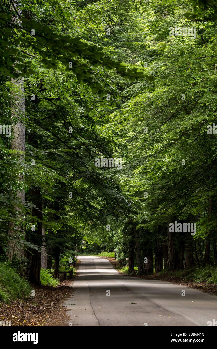 Umbra Forest is a natural reserve part of Gargano National Park and ...