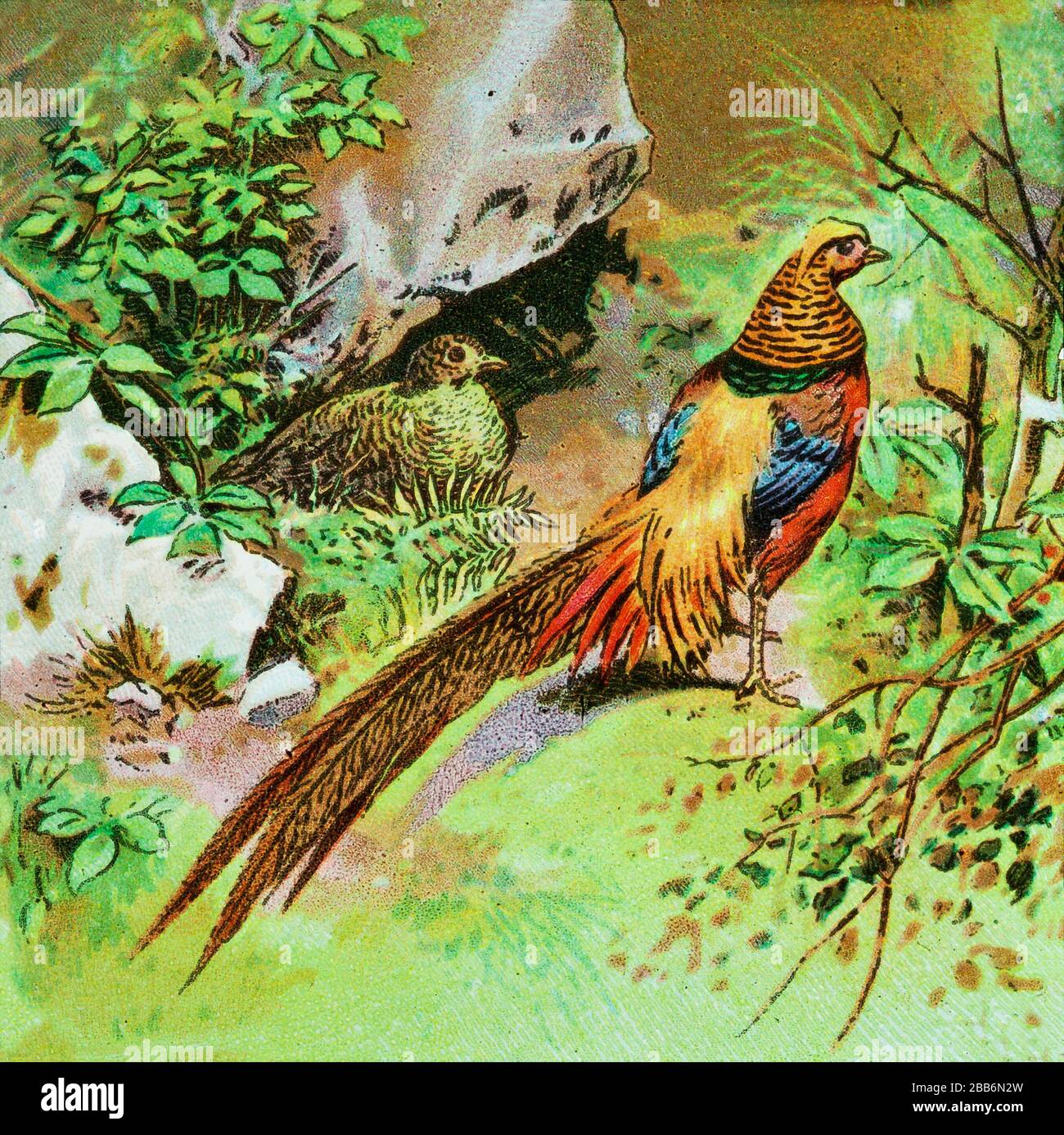 These are a natural scenic illustration of wildlife, natural habitat ...