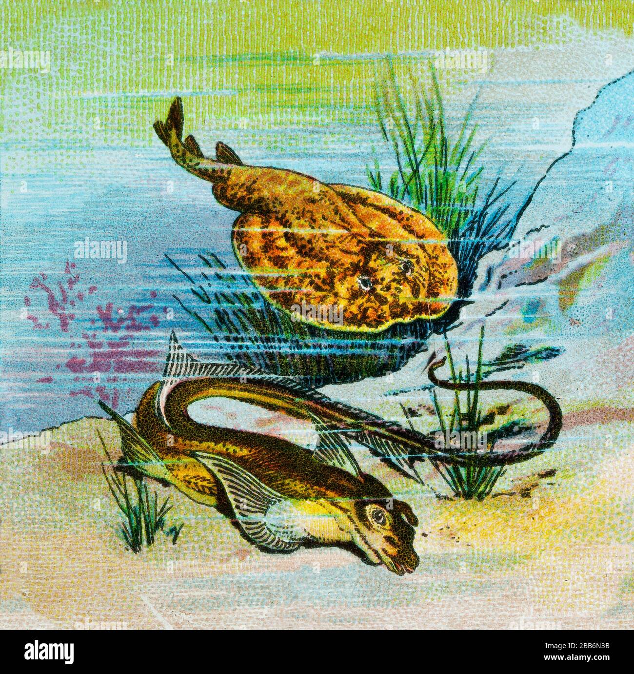 These are a natural scenic illustration of wildlife, natural habitat ...