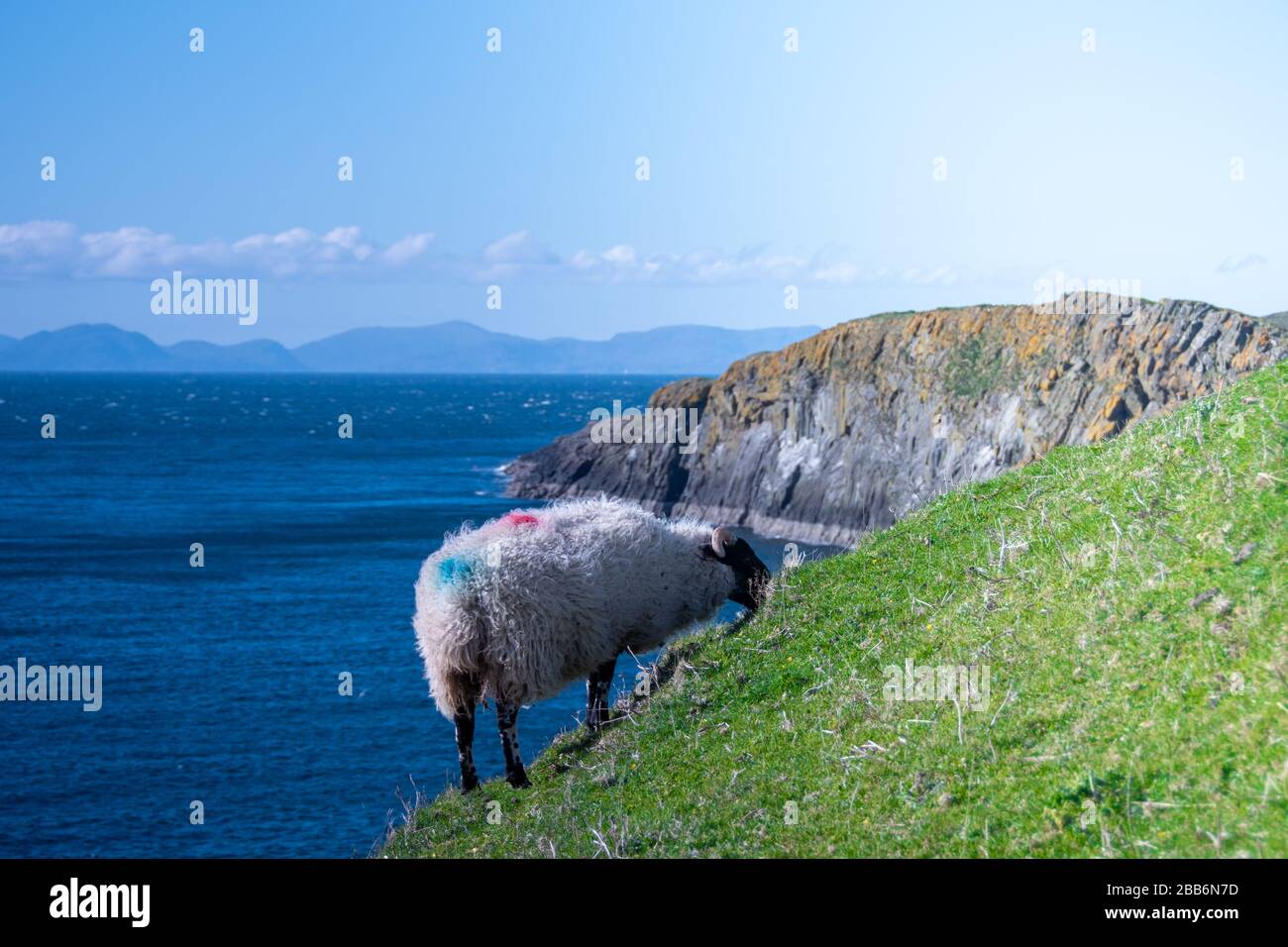 Sheep standing on a steep coastal hill grazing, Isle of Skye, Scotland ...
