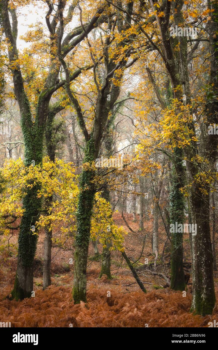 New Forest Autumn Stock Photo - Alamy