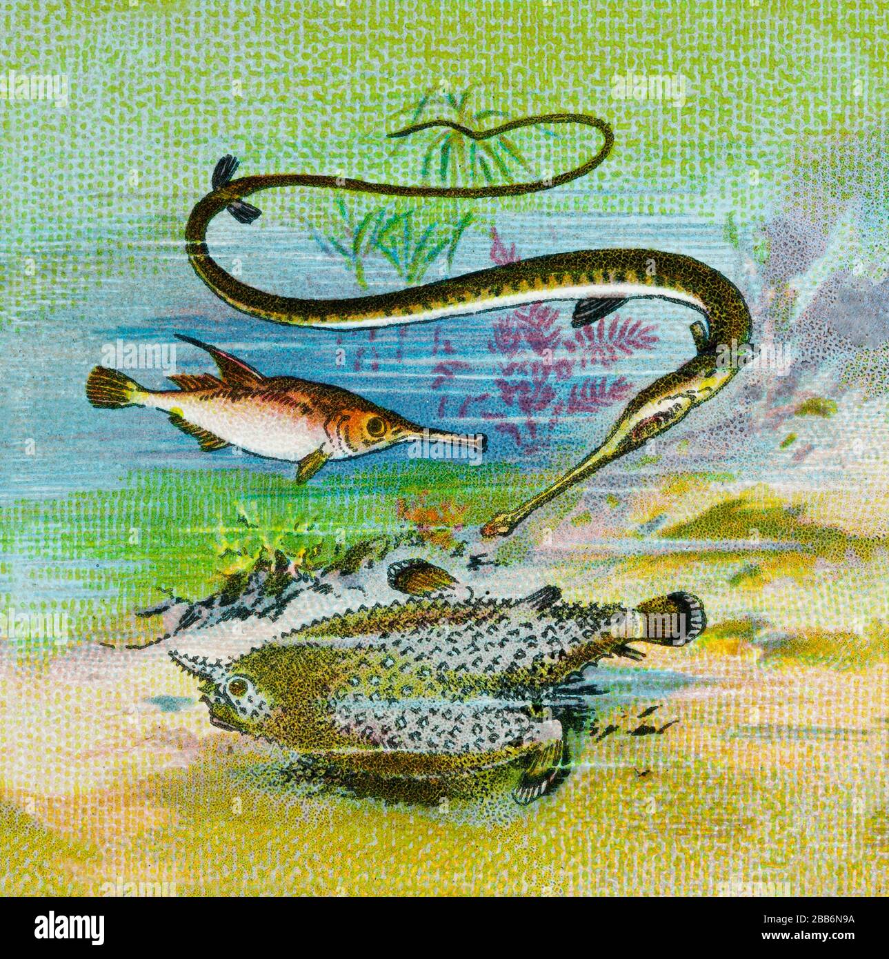 These are a natural scenic illustration of wildlife, natural habitat ...