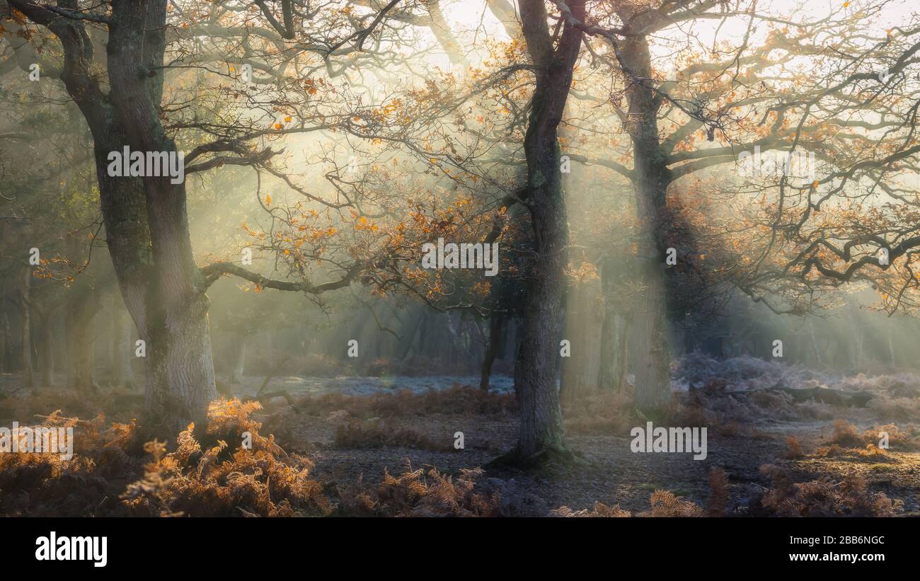 New Forest Autumn Stock Photo - Alamy