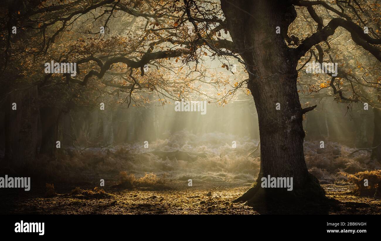 New Forest Autumn Stock Photo - Alamy