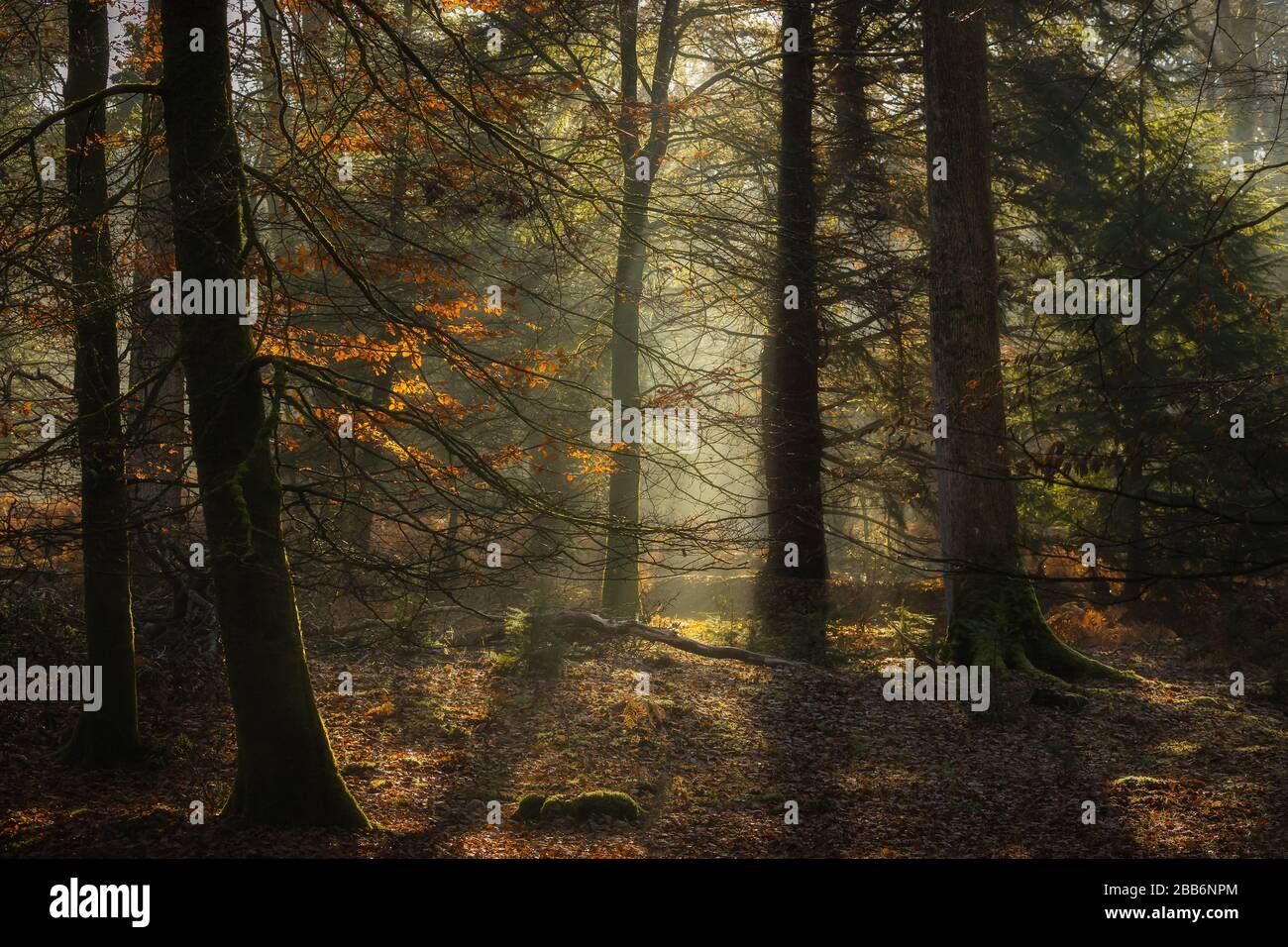 New Forest Autumn Stock Photo - Alamy