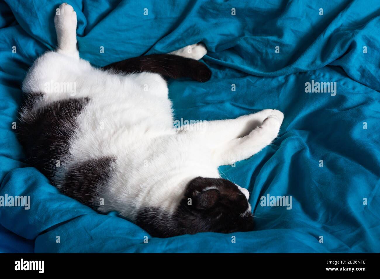 Brazen cat sleeps on bed in turquoise sheets. Black and white cat. Cat ...