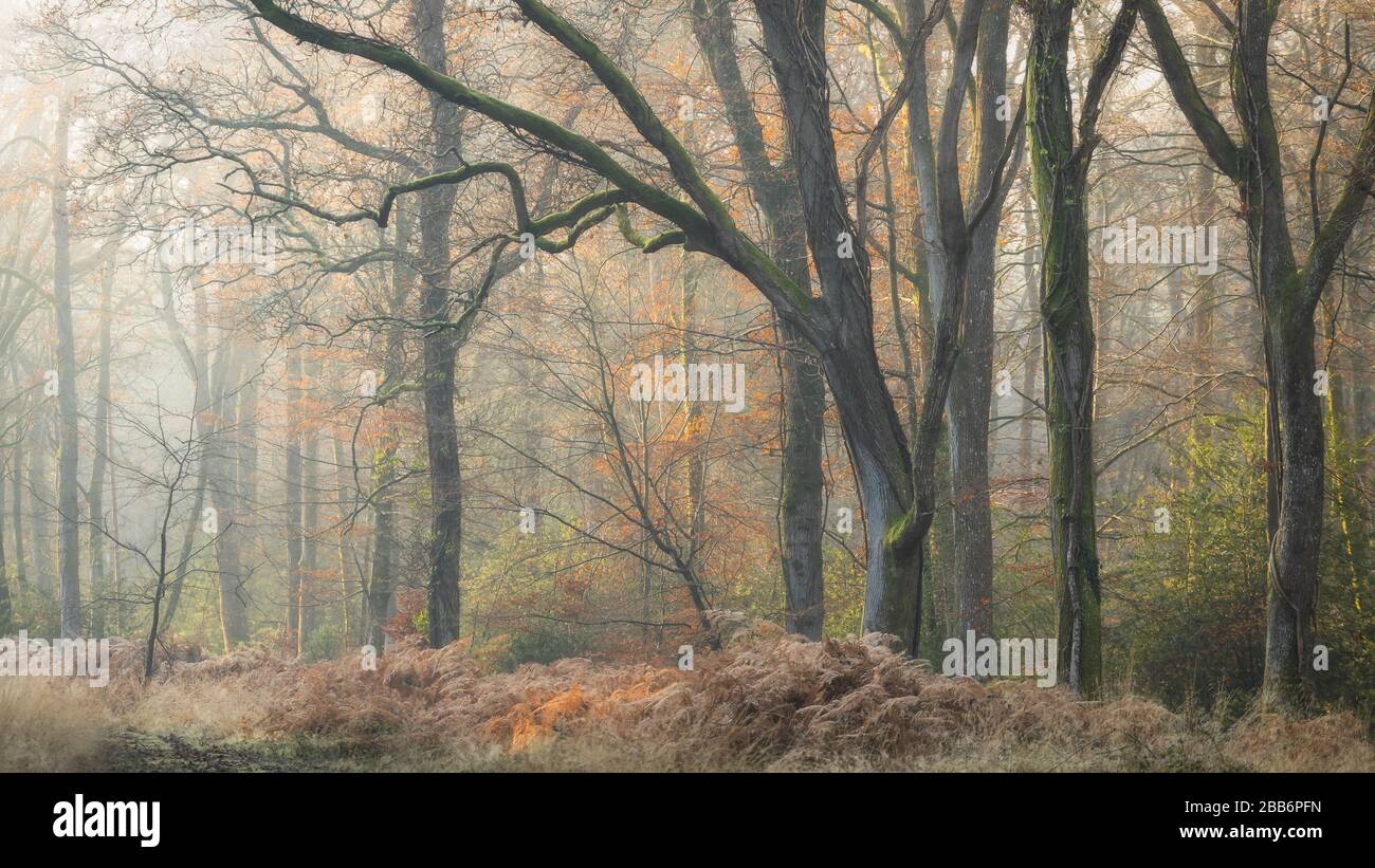 New Forest Autumn Stock Photo - Alamy