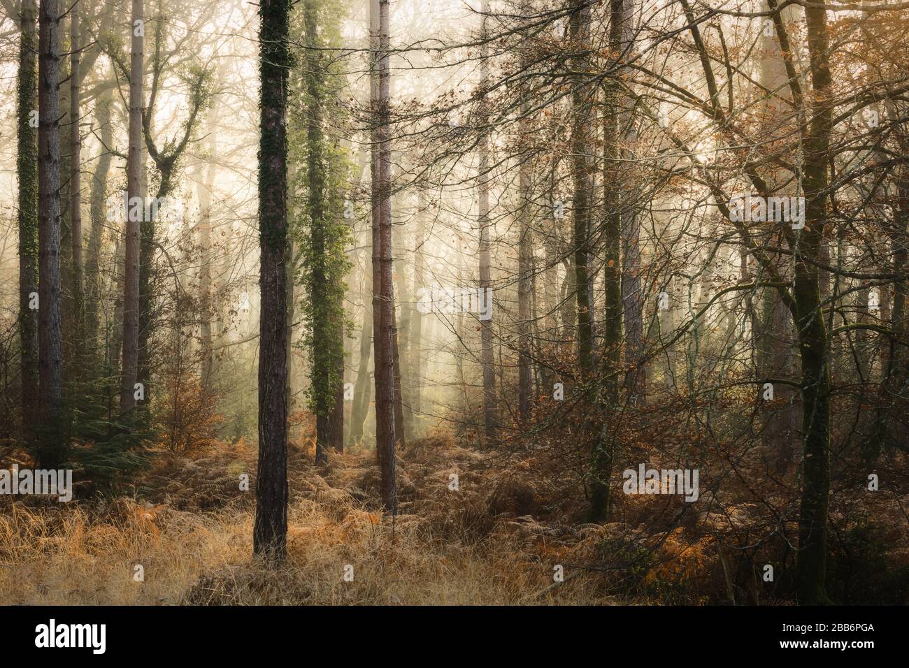 New Forest Autumn Stock Photo - Alamy