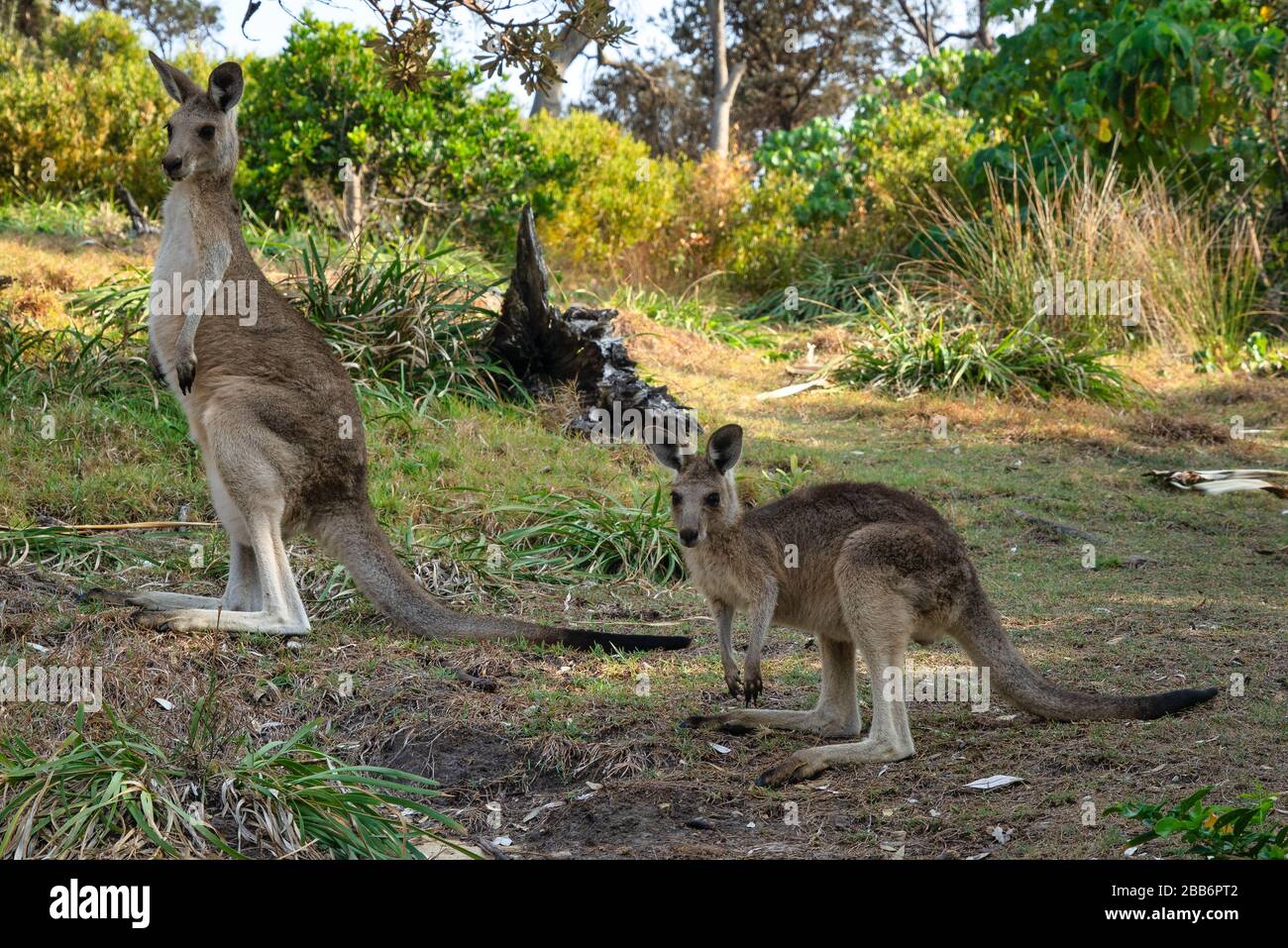 Eastern grey kangaroo and her joey, North Stradbroke Island, Queensland ...