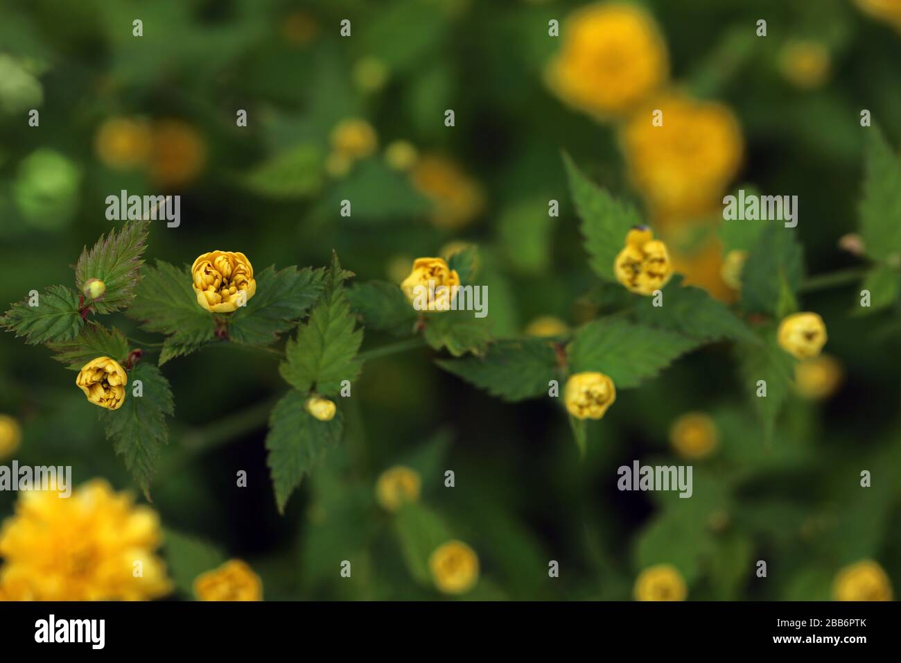 Kerries hi-res stock photography and images - Alamy