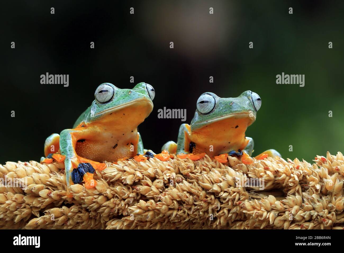 Two Javan tree frogs on a plant, Indonesia Stock Photo - Alamy