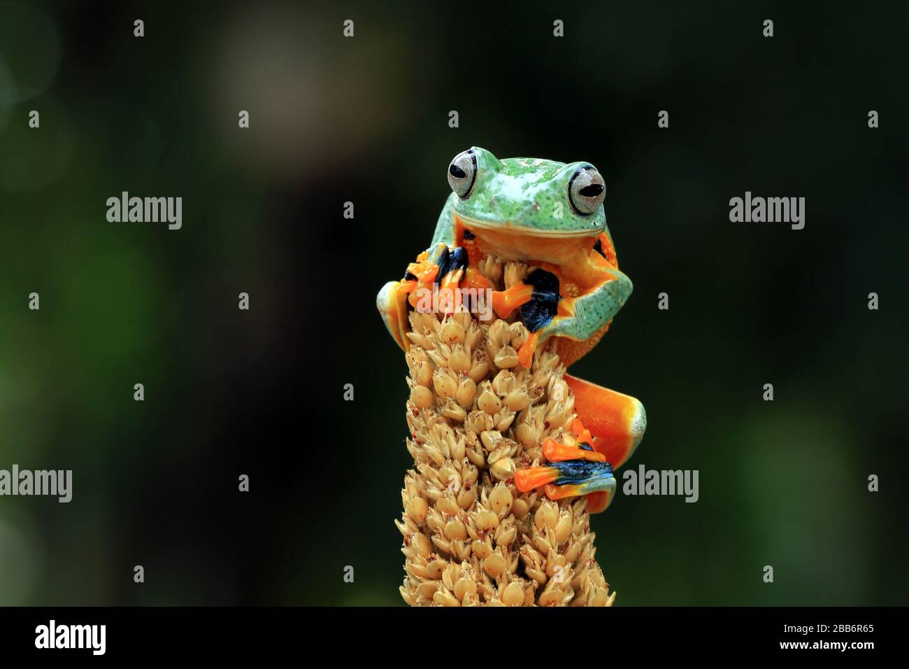 Javan tree frog on a plant, Indonesia Stock Photo - Alamy