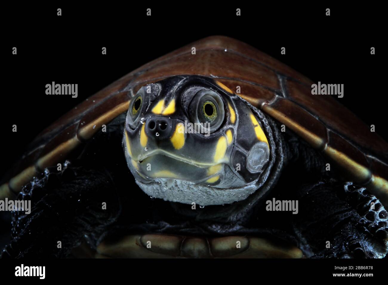 Yellow spotted river turtle hi-res stock photography and images - Alamy