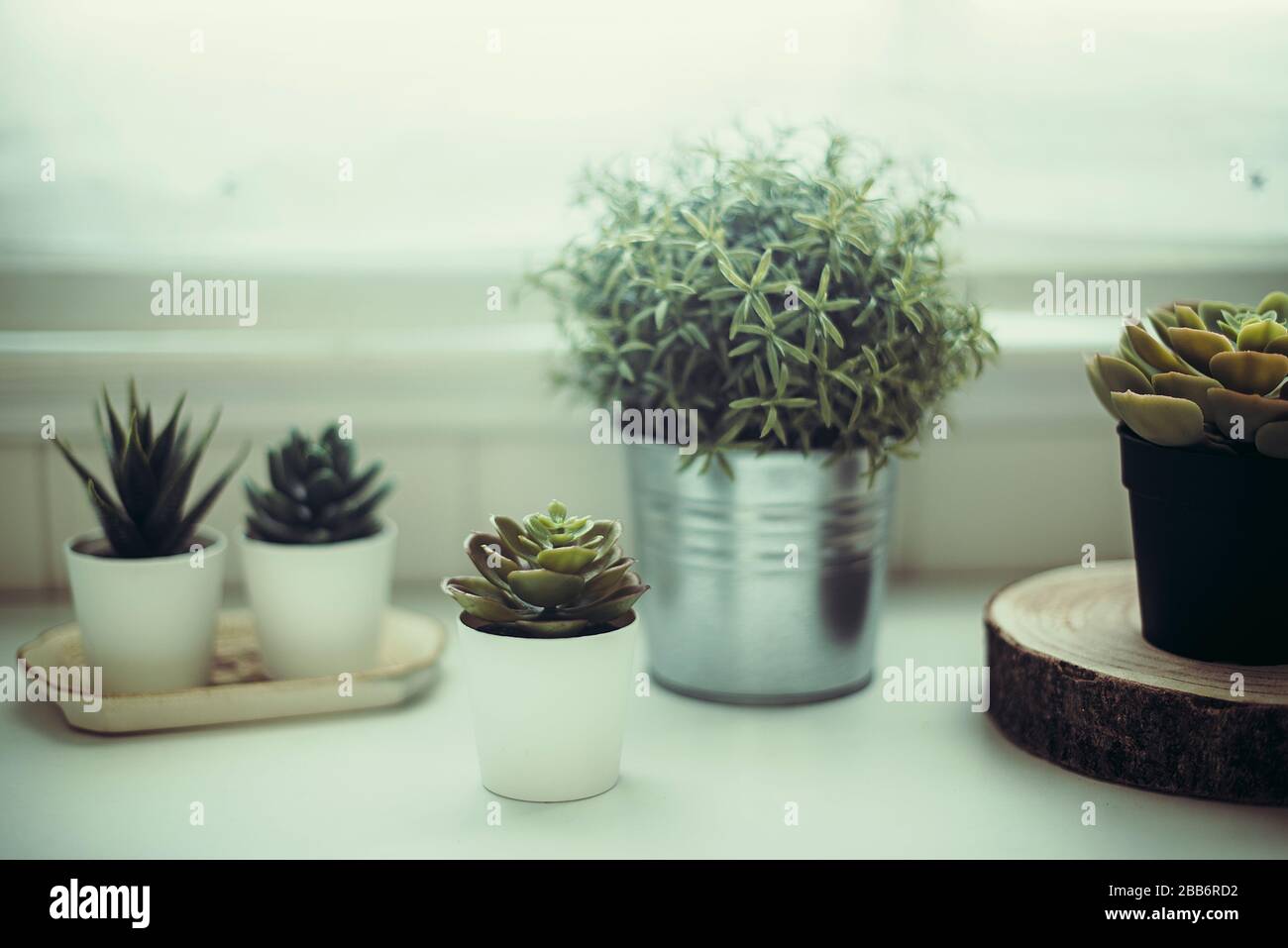 Succulent plants on a shelf by a window Stock Photo - Alamy