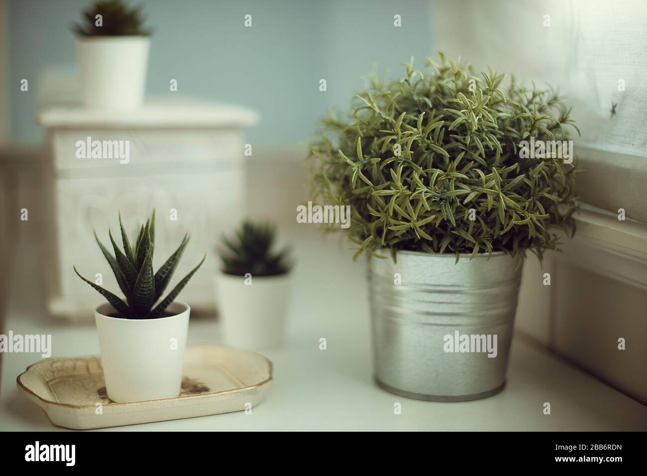 Succulent plants on a shelf by a window Stock Photo - Alamy