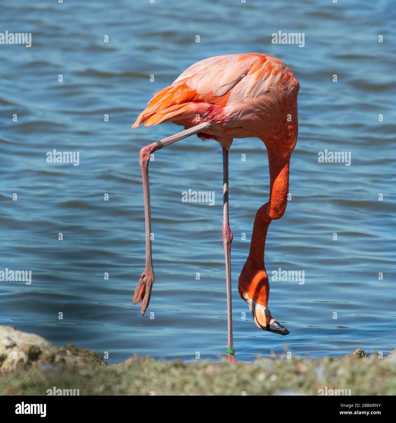 Flamingo one leg hi-res stock photography and images - Alamy
