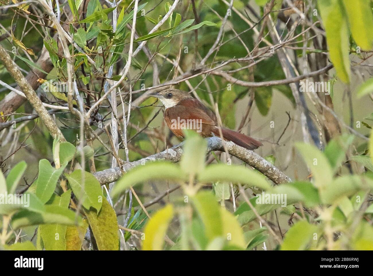 Maranon valley peru hi-res stock photography and images - Alamy