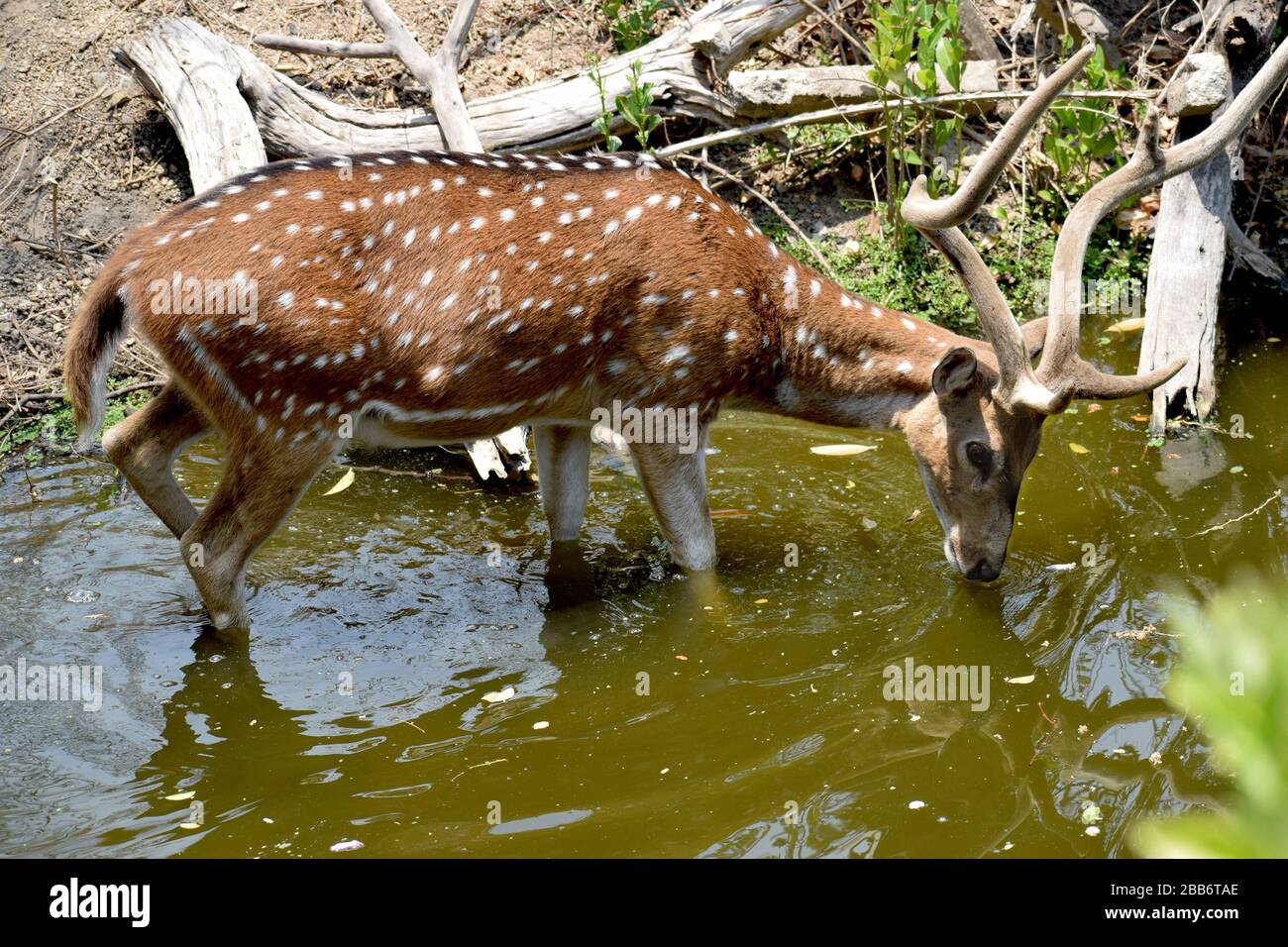 Visayan spotted Deer standing in a river, India Stock Photo - Alamy