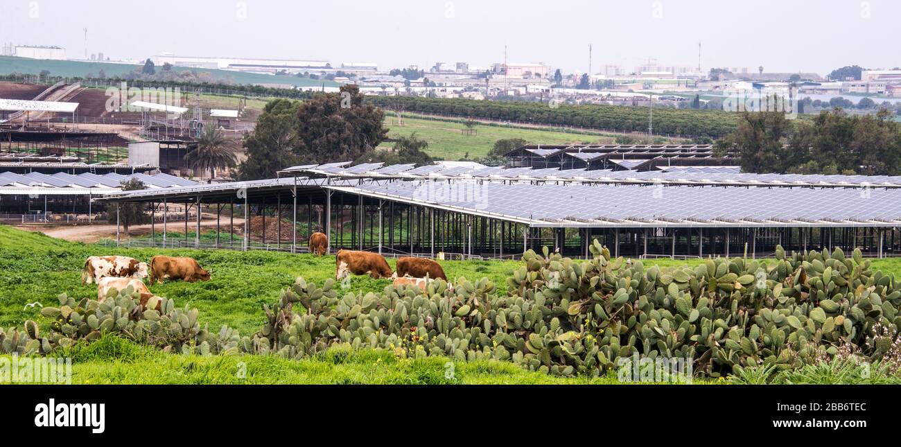 Solar panels provide electricity on roof of a cow shed Stock Photo - Alamy