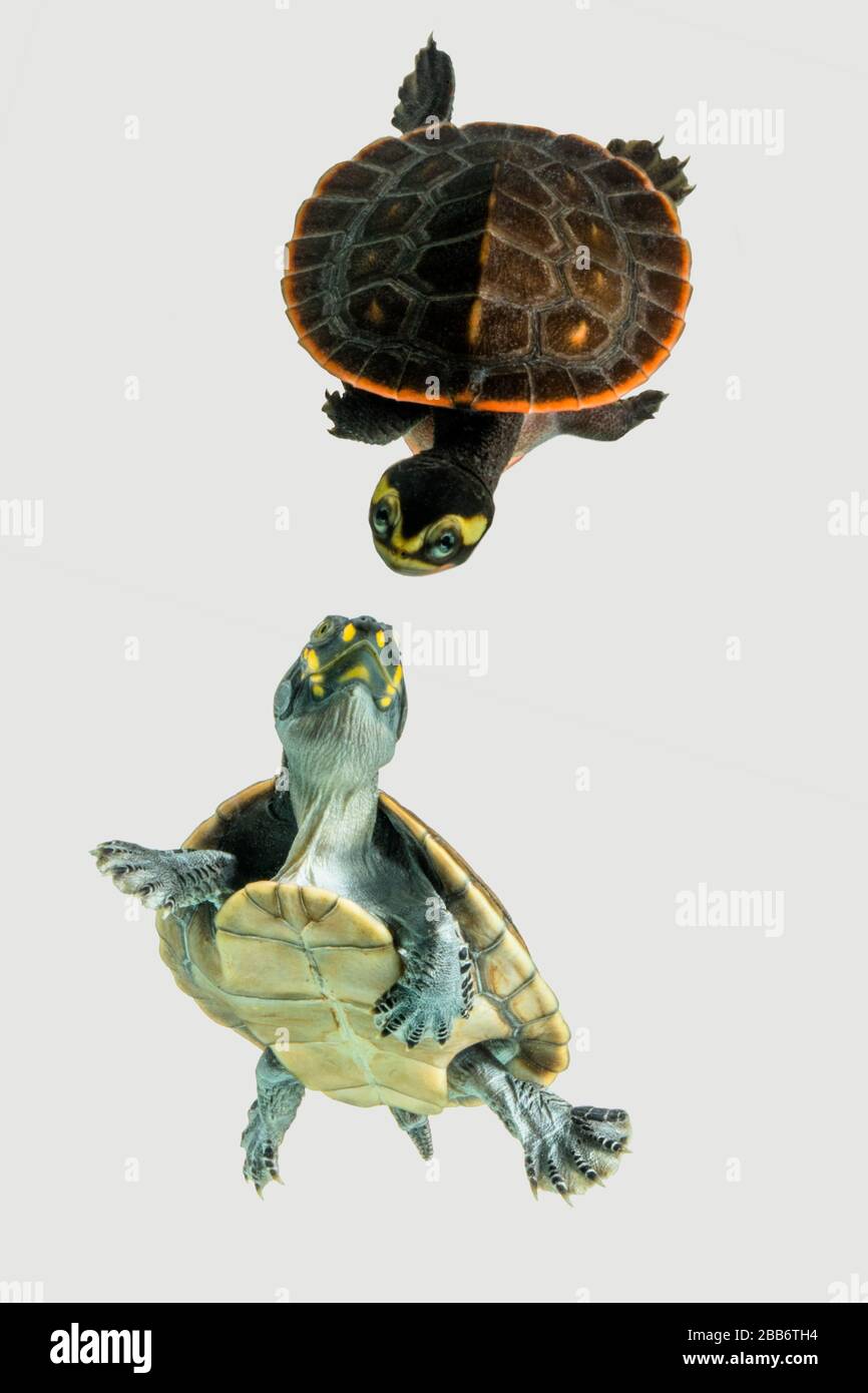 Two swimming turtles hi-res stock photography and images - Alamy