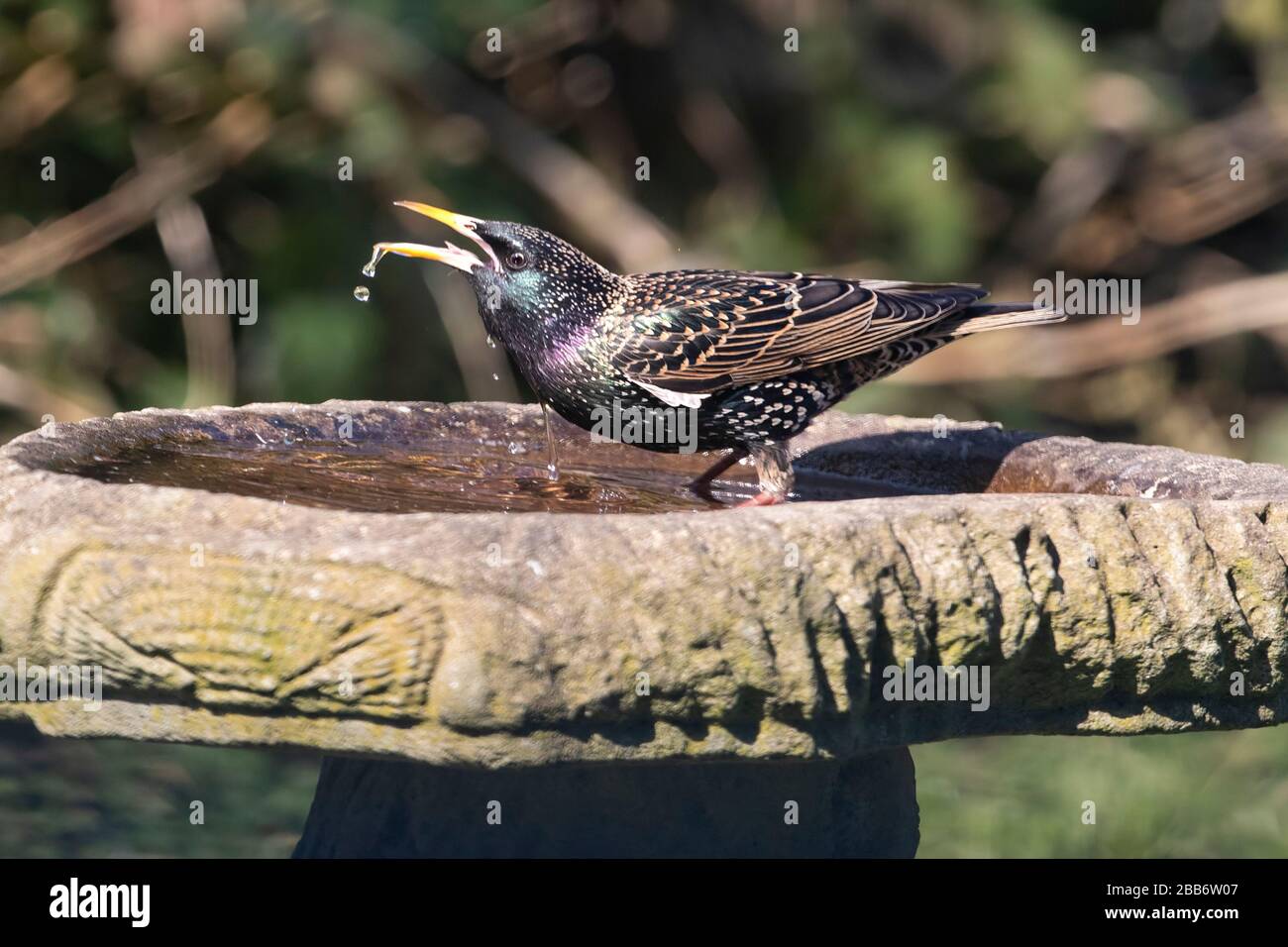 A Common Starling or European Starling in close up profile drinking ...