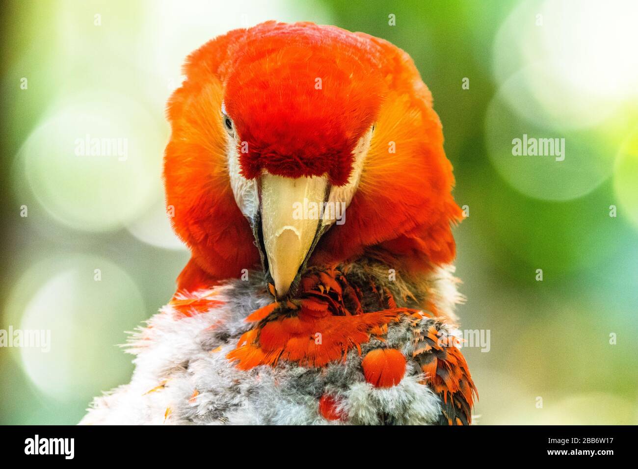 Portrait of a scarlet macaw, Indonesia Stock Photo - Alamy
