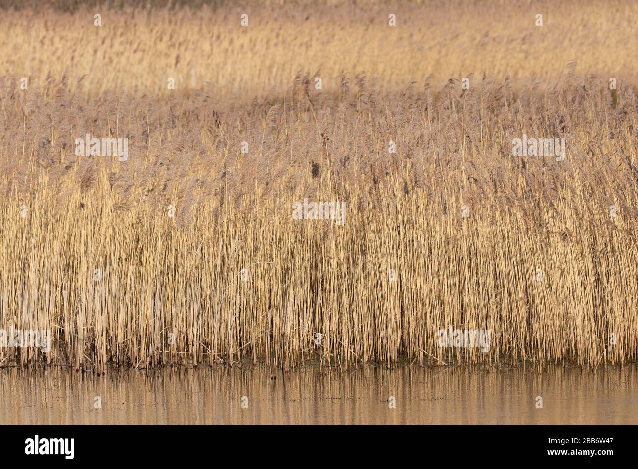 A dense wetland of reeds reflected in the waters surface Stock Photo ...