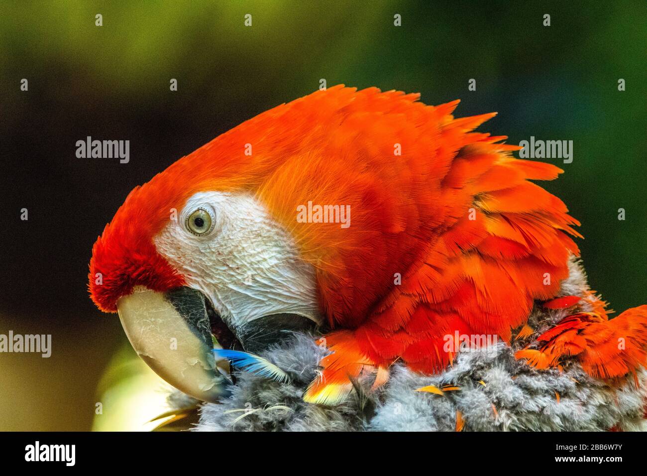 Portrait of a scarlet macaw preening feathers, Indonesia Stock Photo ...