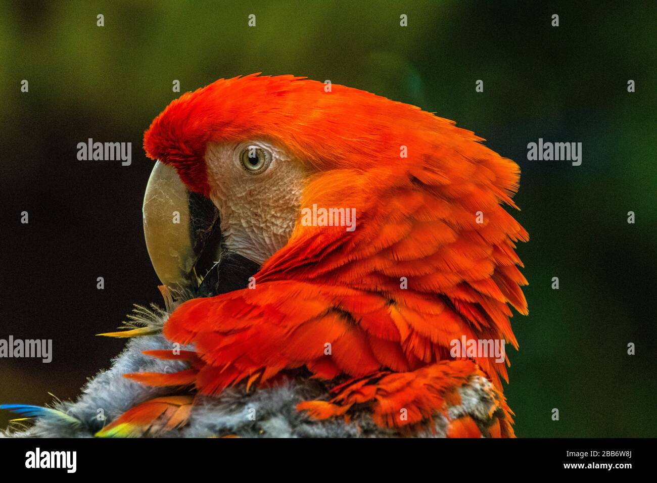Portrait of a scarlet macaw, Indonesia Stock Photo - Alamy
