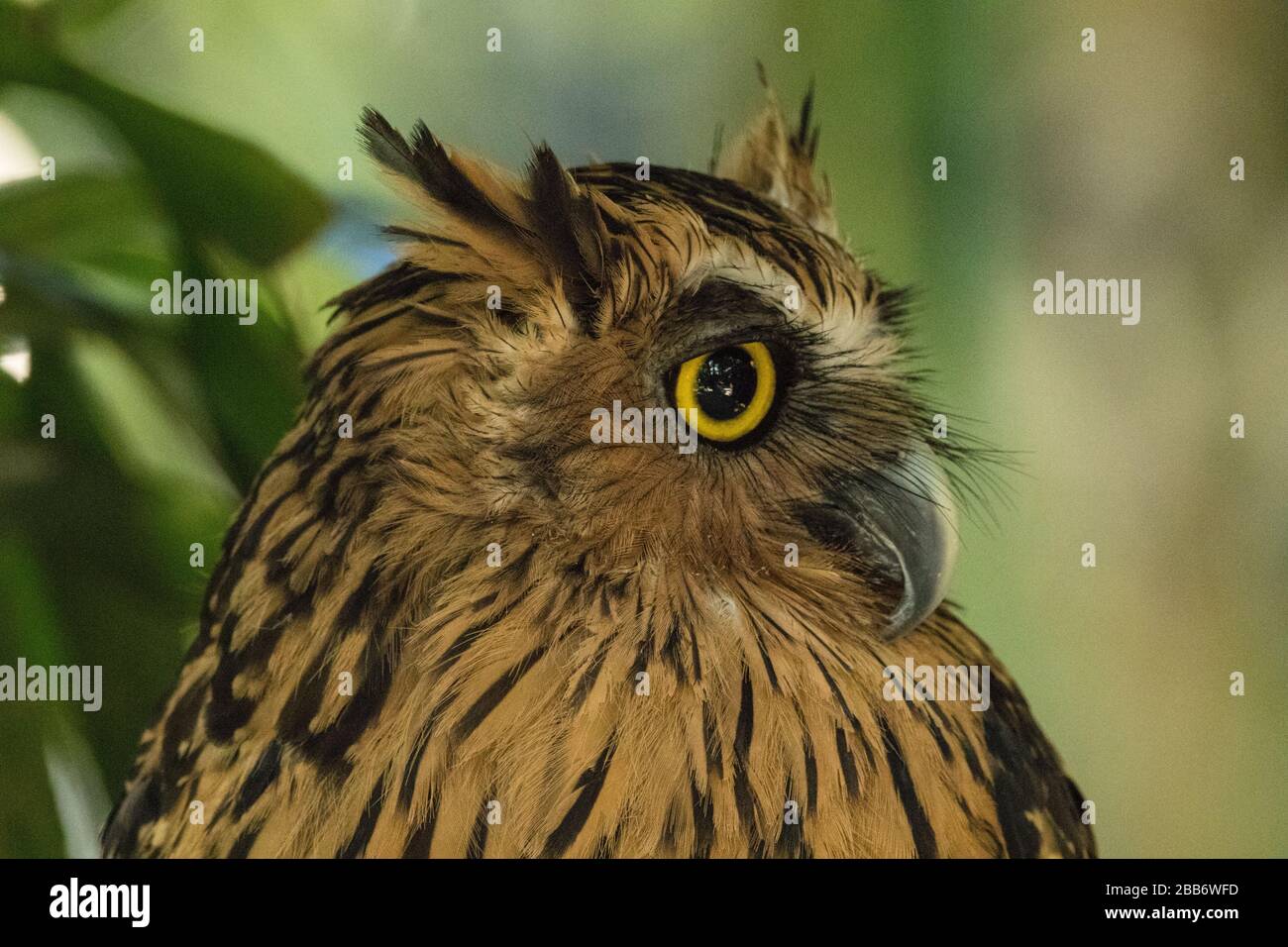 Portrait of an owl, Indonesia Stock Photo - Alamy