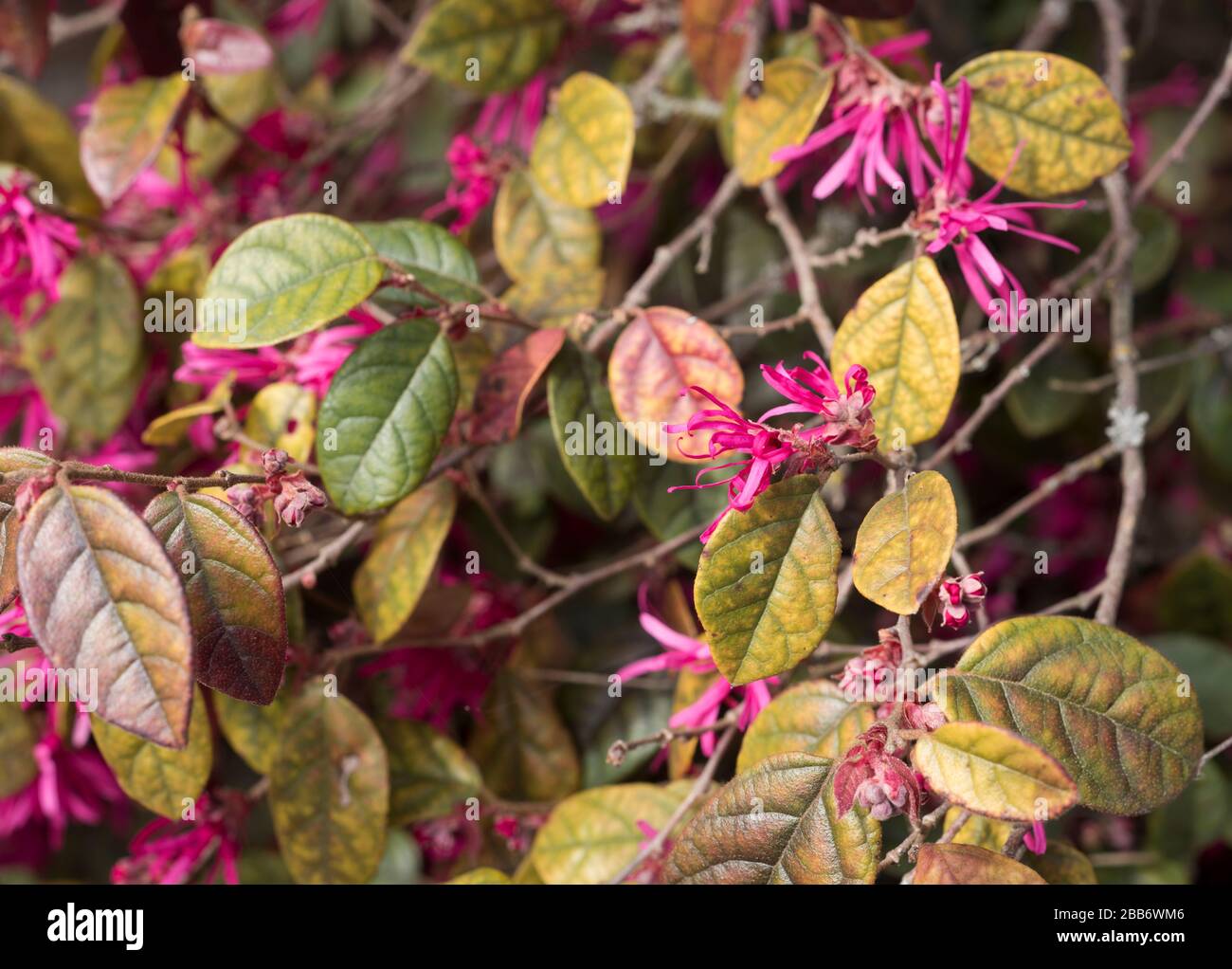 Loropetalum hi-res stock photography and images - Alamy