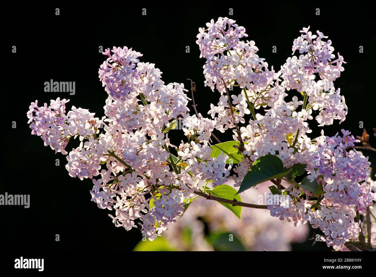 Syringa vulgaris garden uk hi-res stock photography and images - Alamy
