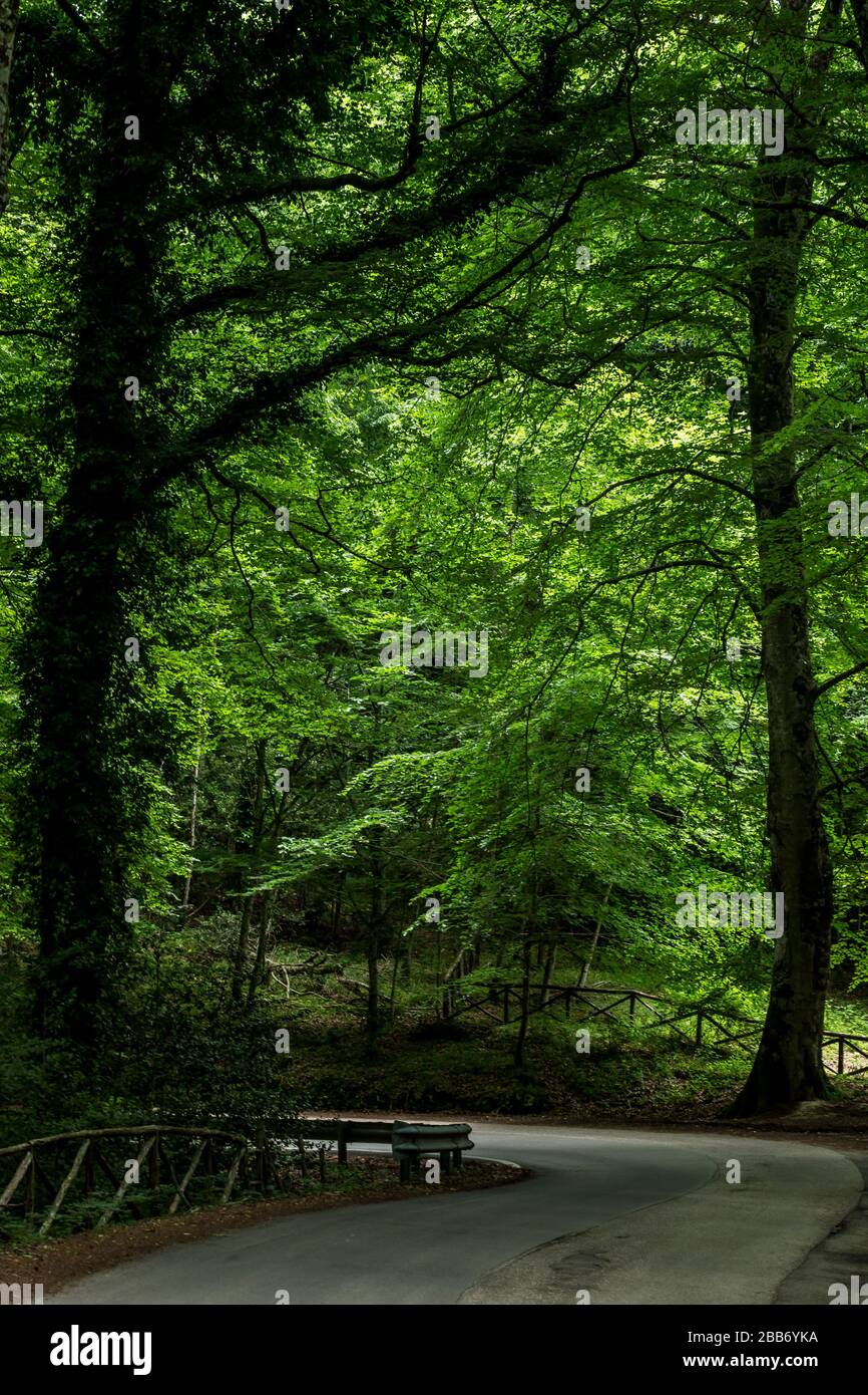 Umbra Forest is a natural reserve part of Gargano National Park and ...
