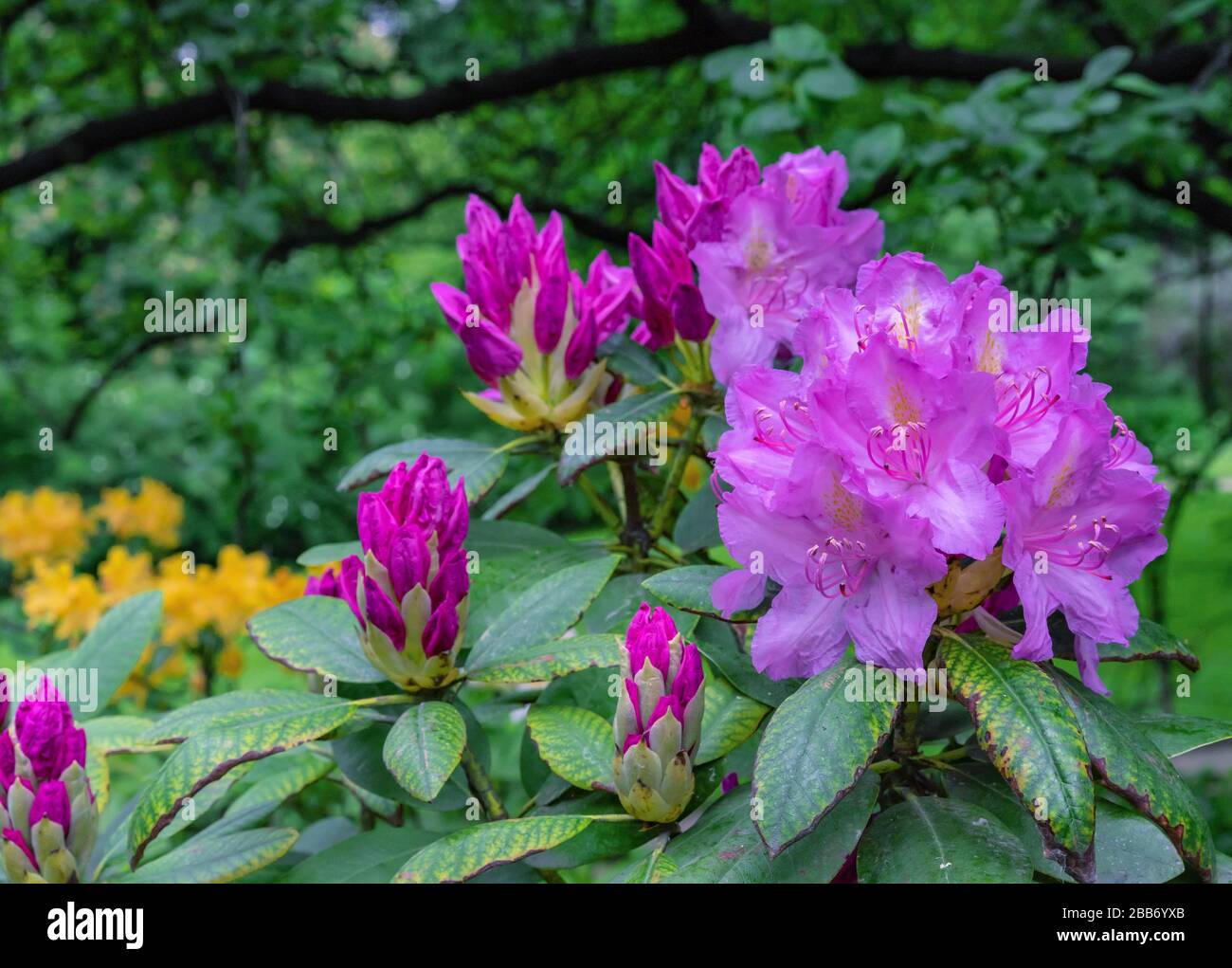 Pacific rhododendron (Rhododendron macrophyllum) is a large-leaved ...