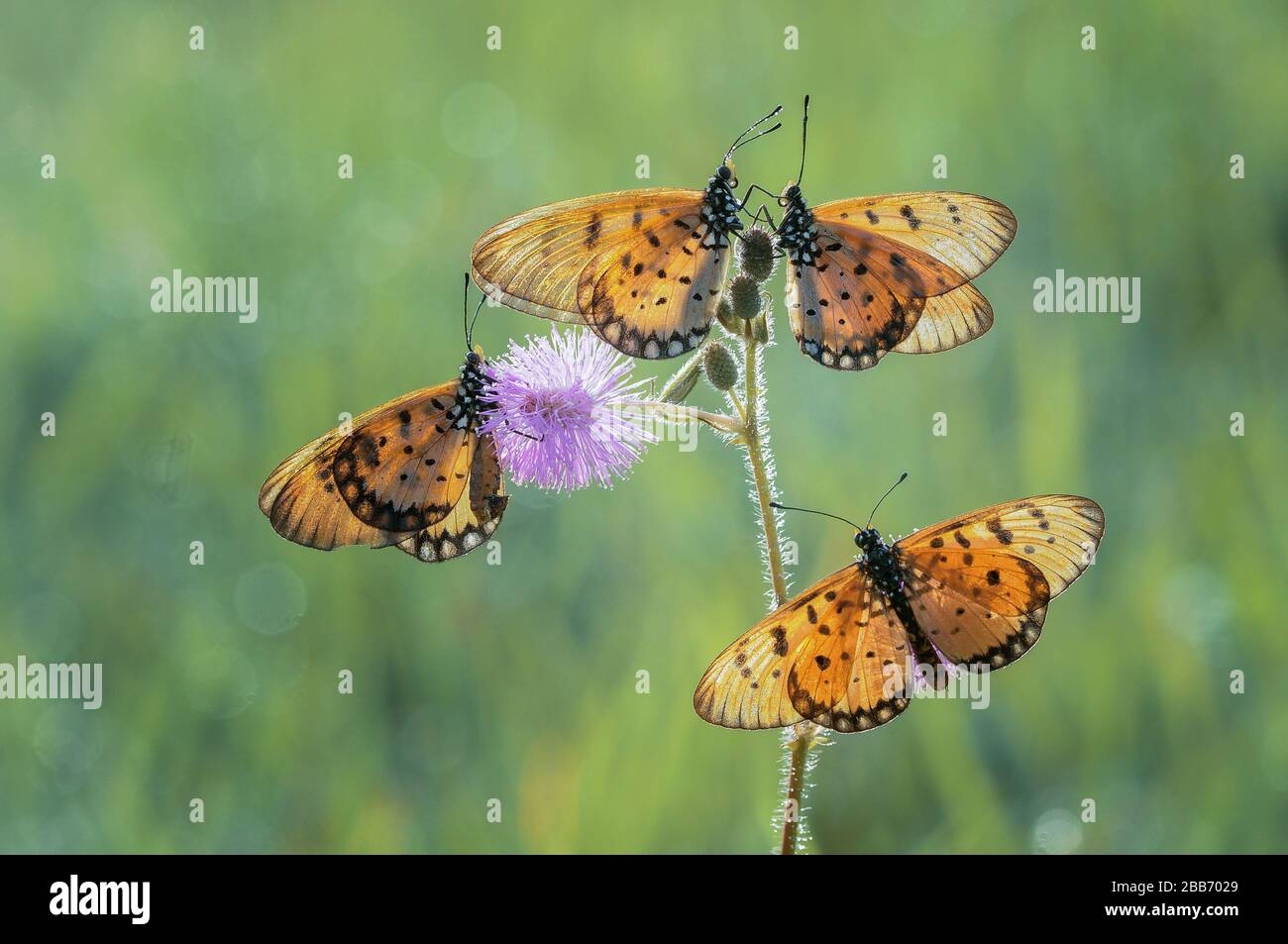 Four Butterflies on a flower, Indonesia Stock Photo - Alamy