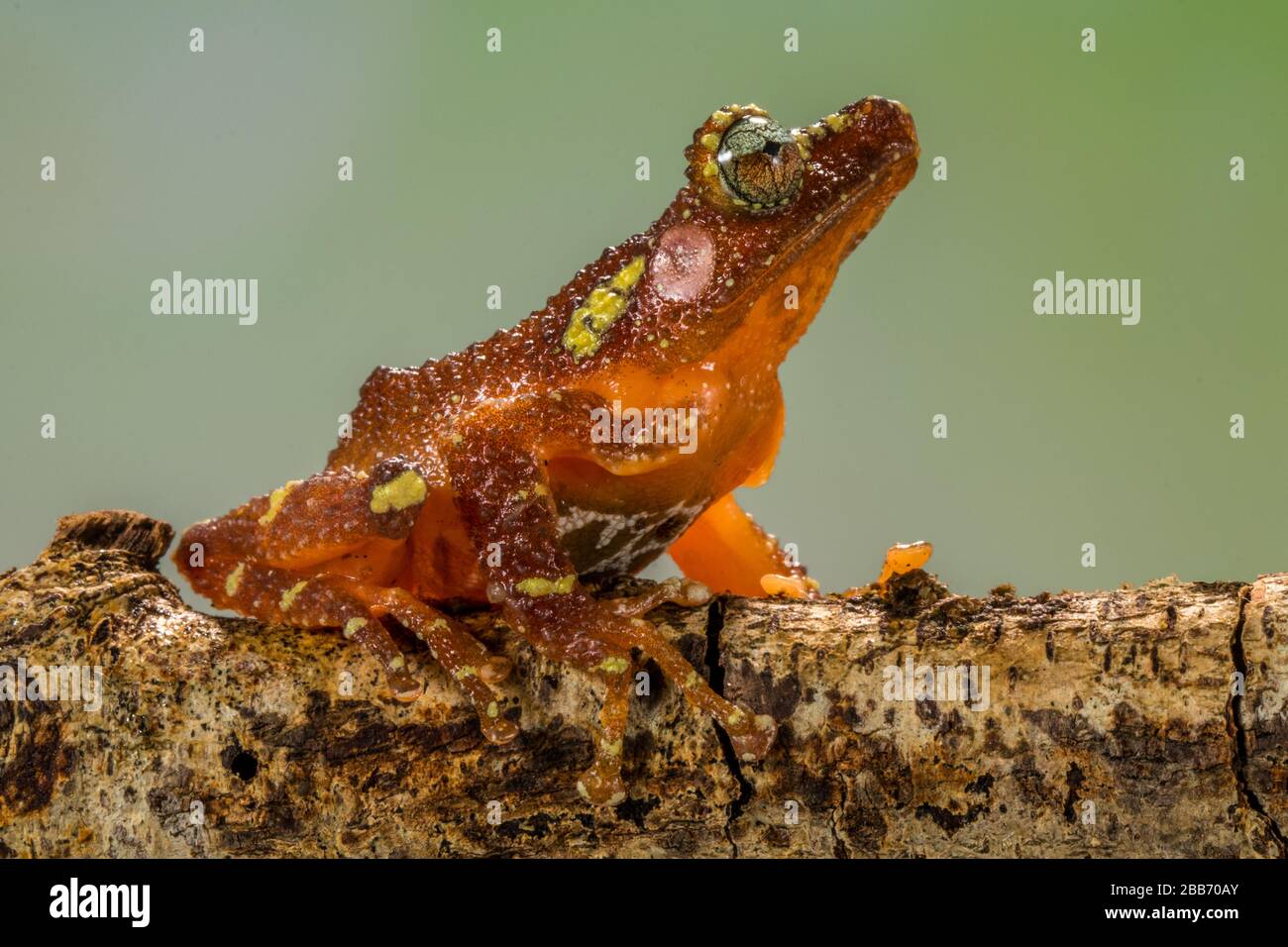 Tree frog on a branch, Indonesia Stock Photo - Alamy