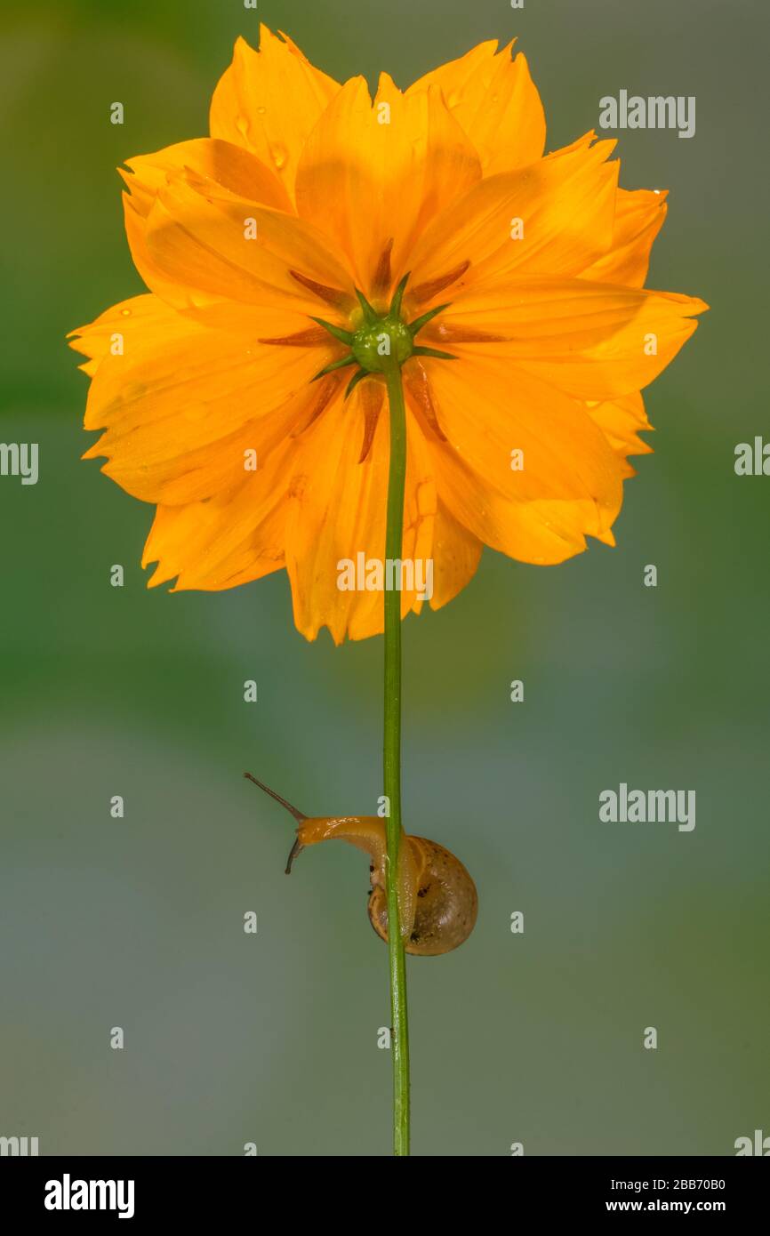 Snail and a flower hi-res stock photography and images - Alamy