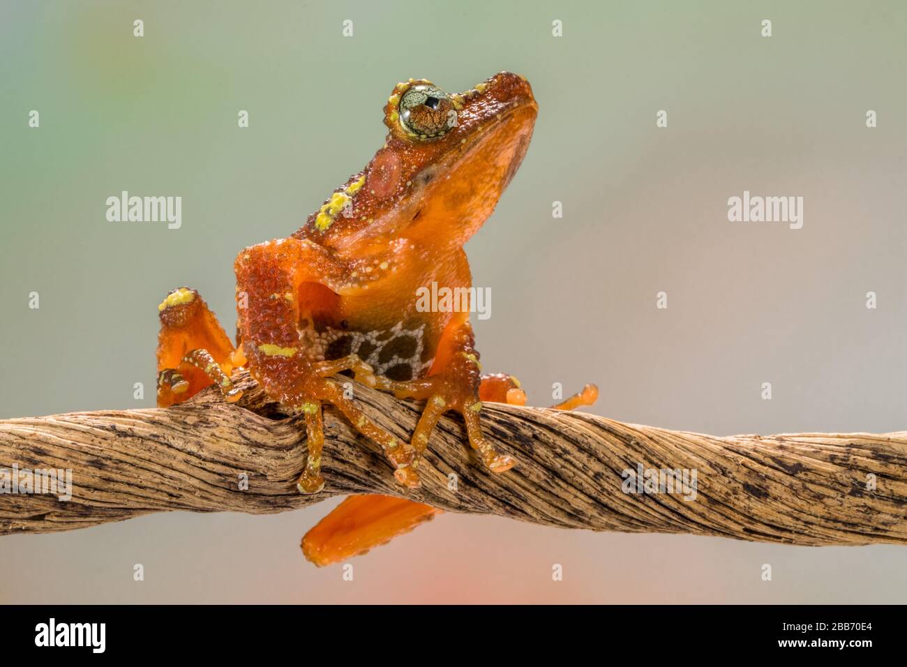 Tree frog on a branch, Indonesia Stock Photo - Alamy