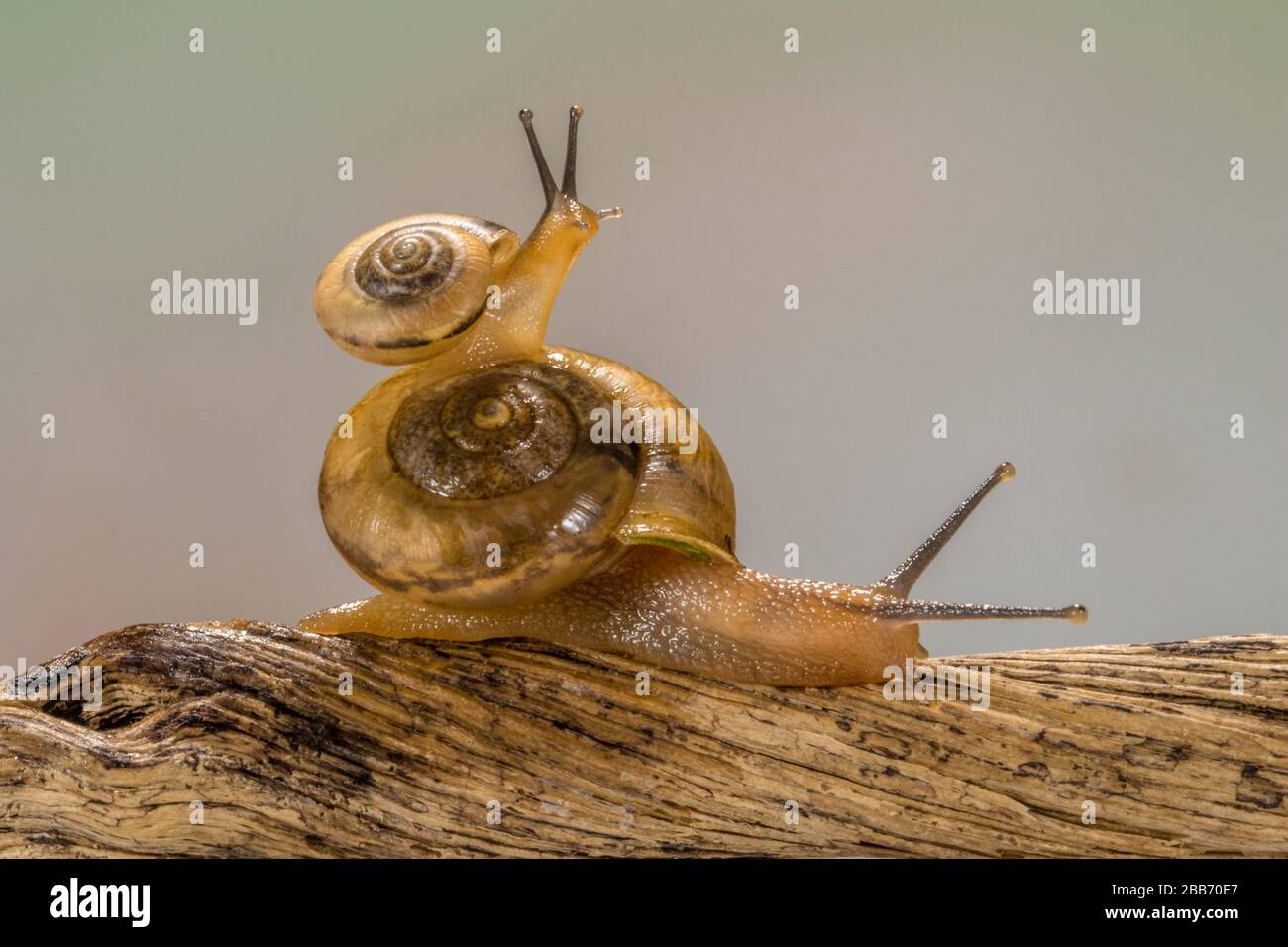 Small snail on top of a larger snail, Indonesia Stock Photo - Alamy