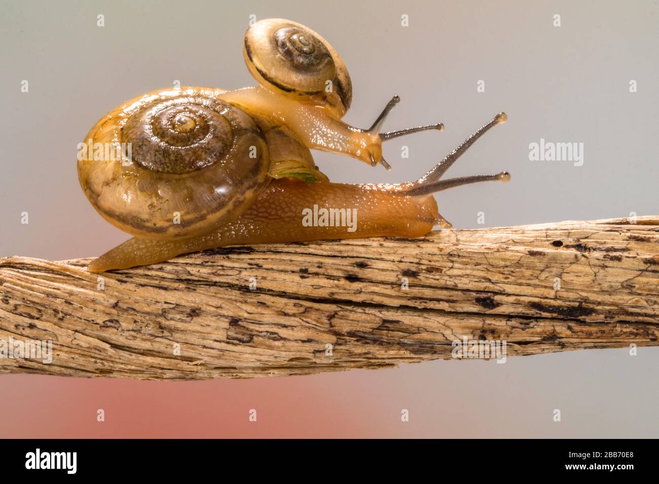 Small snail on top of a larger snail, Indonesia Stock Photo - Alamy