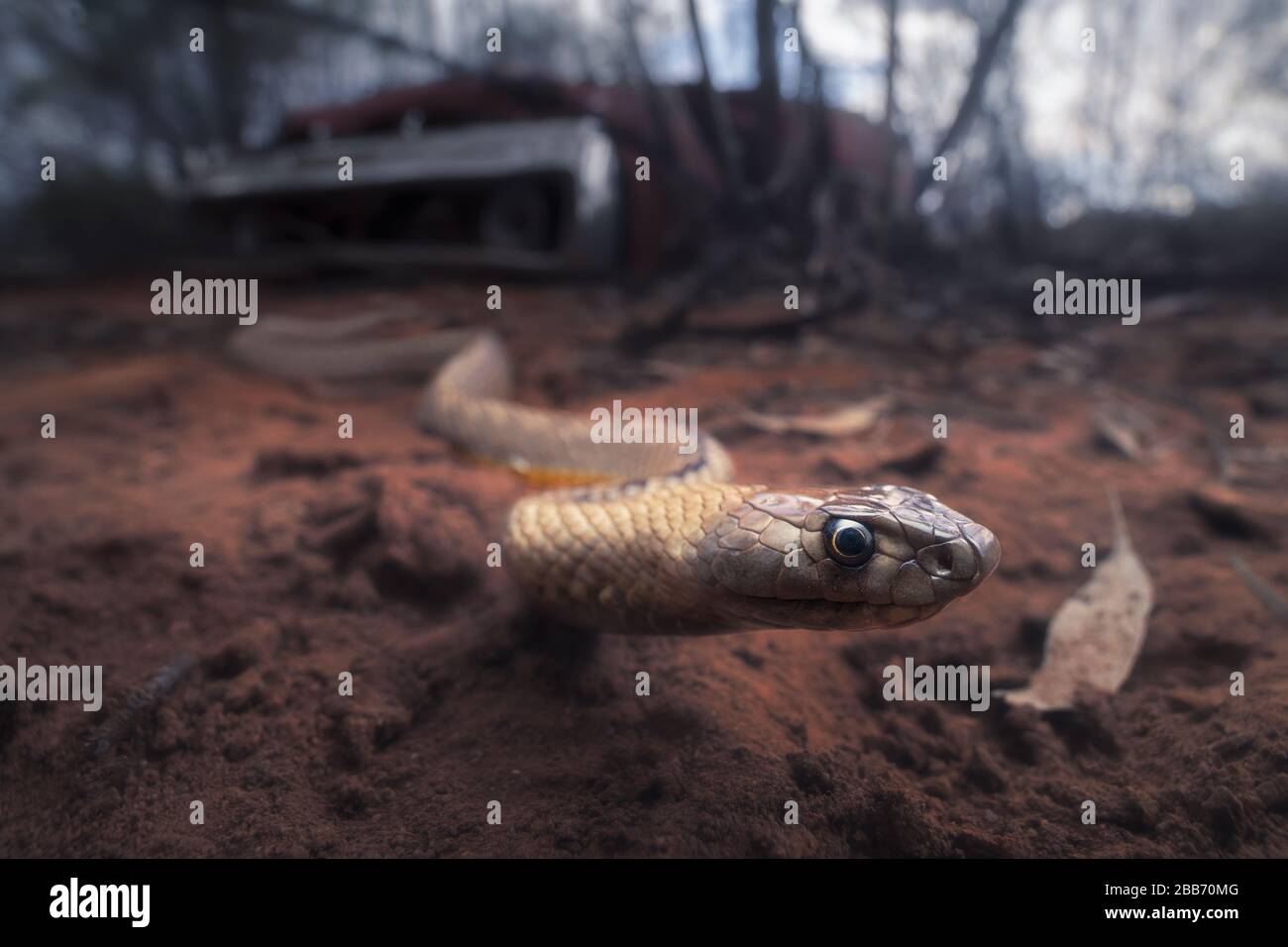 Strap-snouted brown snake (Pseudonaja aspidorhyncha), Australia Stock ...