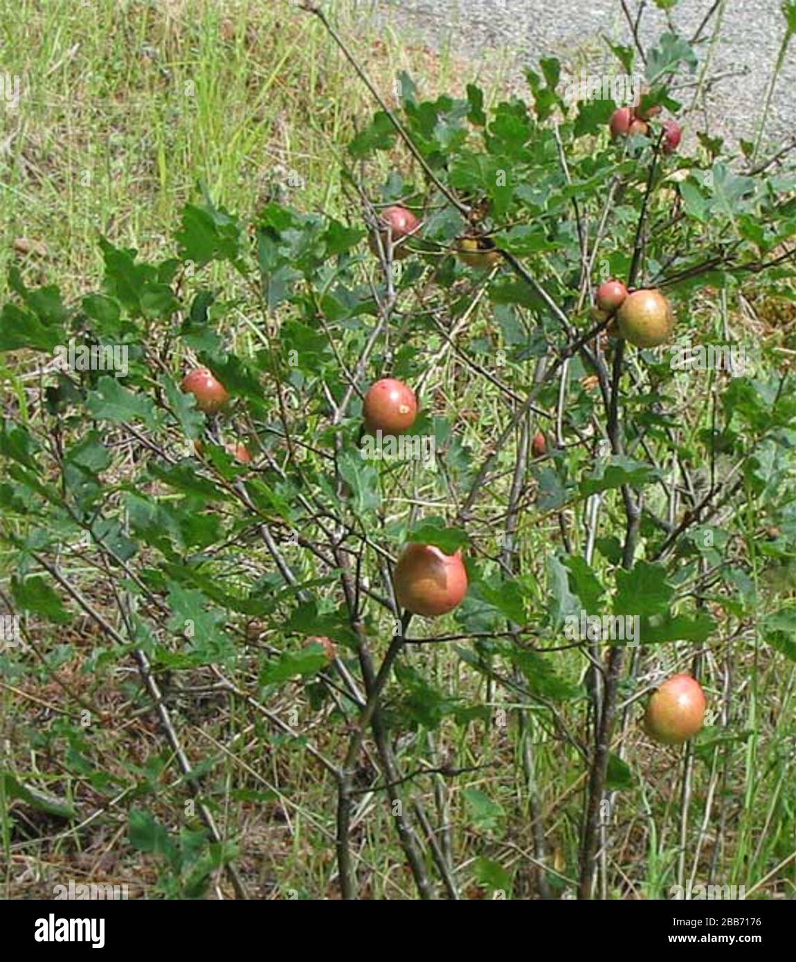 Oak apple galls hi-res stock photography and images - Alamy