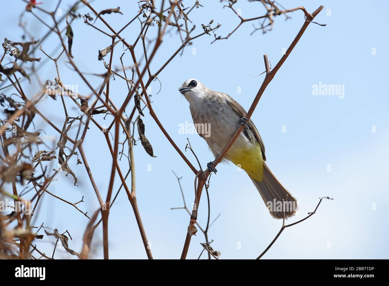 Yellow-Vented Bulbul in a tree, Indonesia Stock Photo - Alamy