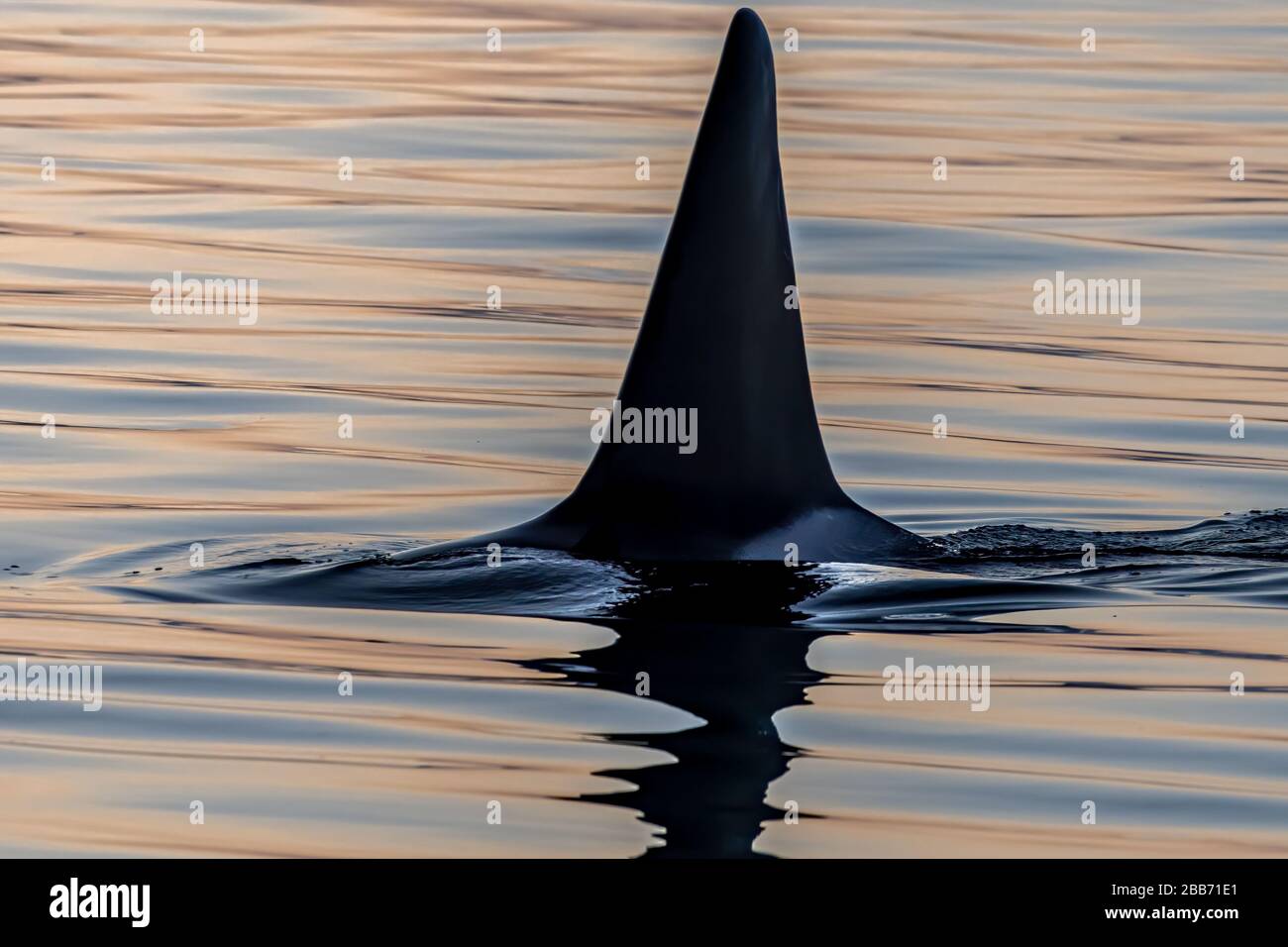 Close Up Of Orca Dorsal Fin High Resolution Stock Photography and ...