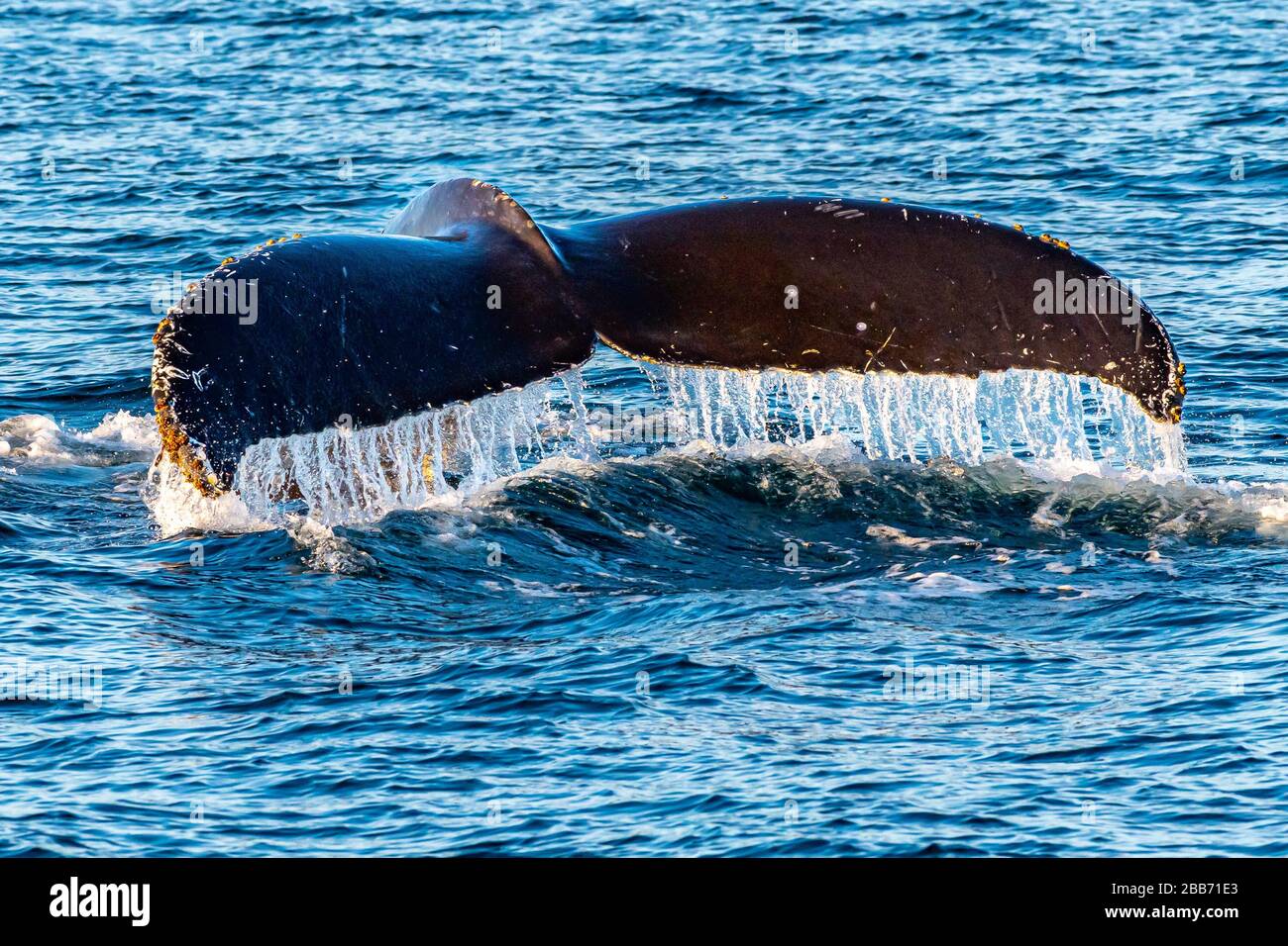 Lobe fin hi-res stock photography and images - Alamy