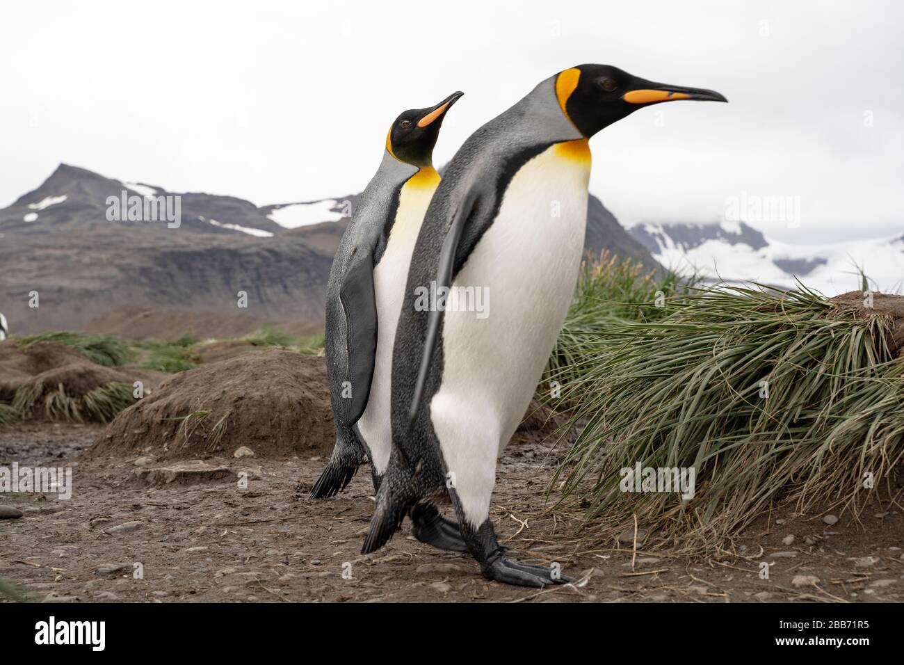 king penguin in south Georgia Stock Photo - Alamy