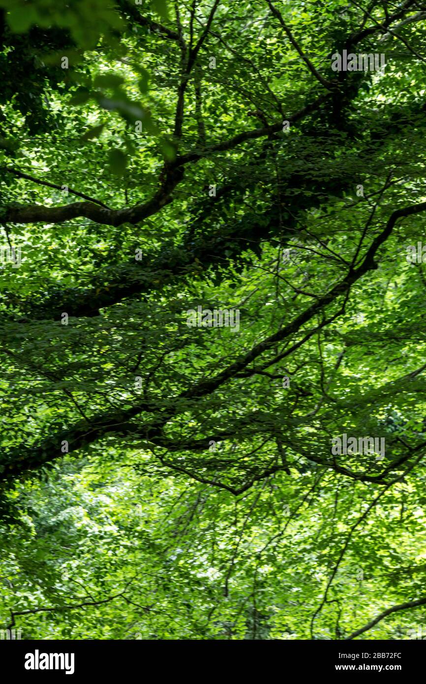 Umbra Forest is a natural reserve part of Gargano National Park and ...